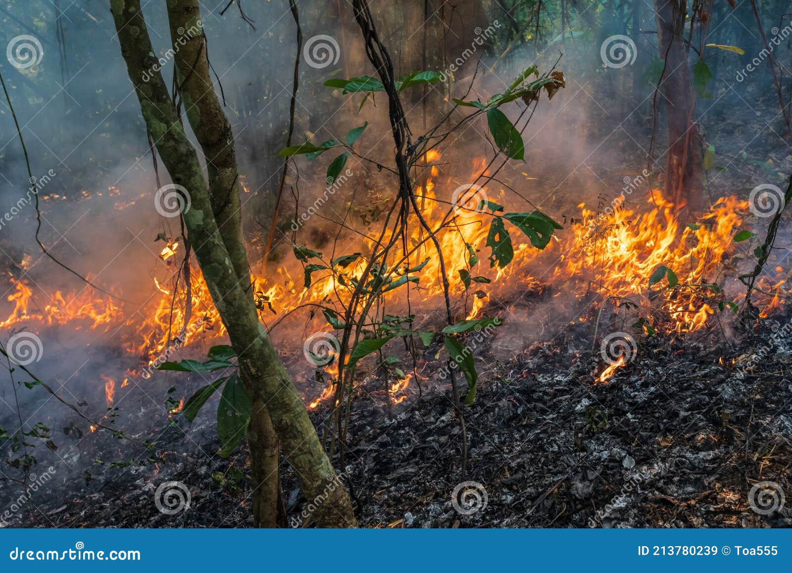 Forest Fire Disaster is Burning Caused by Human Stock Image - Image of ...