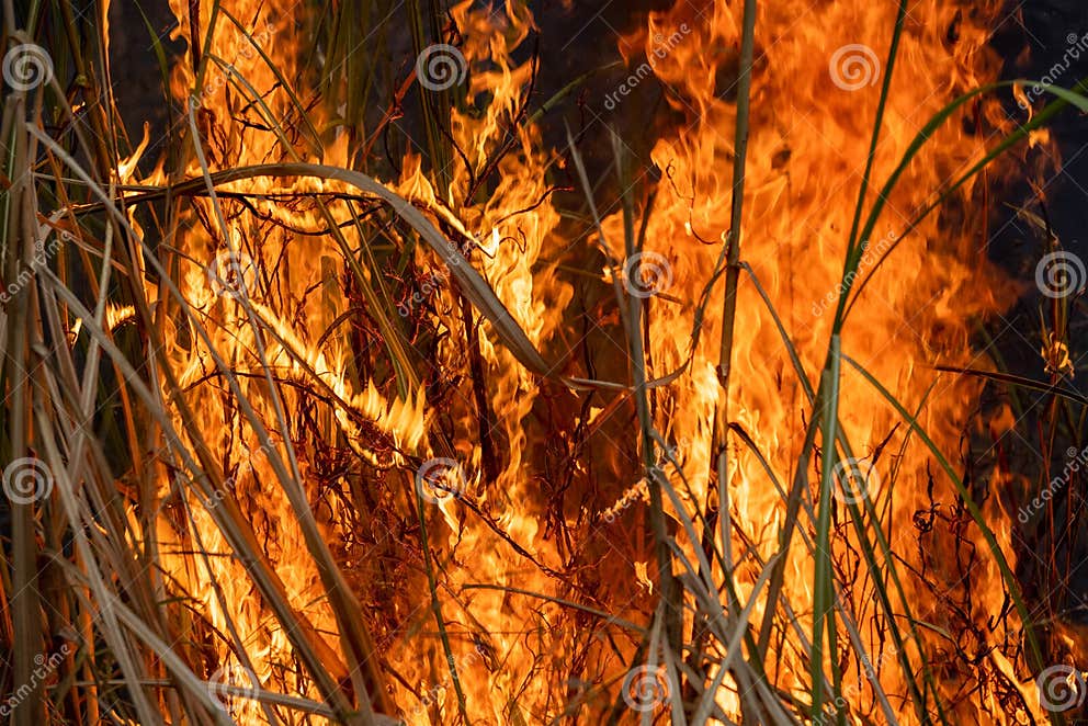 Forest Fire Disaster Burning Caused by Human Stock Photo - Image of ...