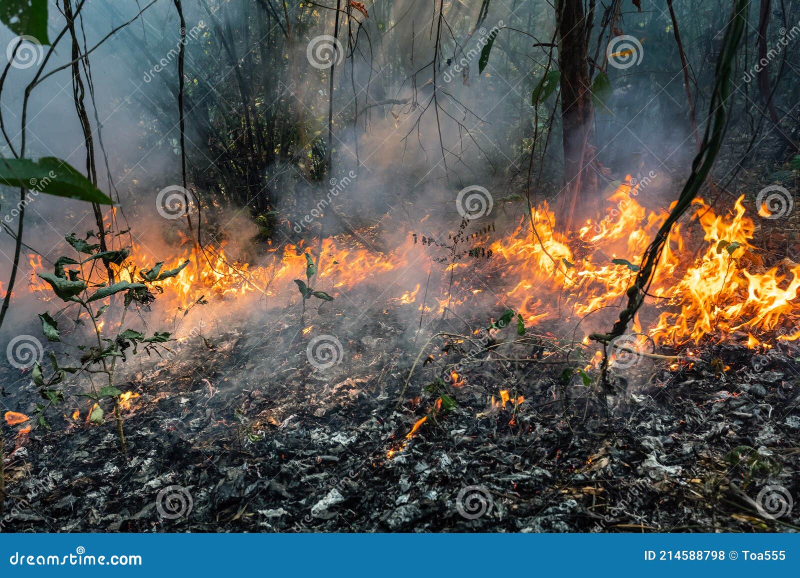 Forest Fire Disaster Burning Caused by Human Stock Photo - Image of ...