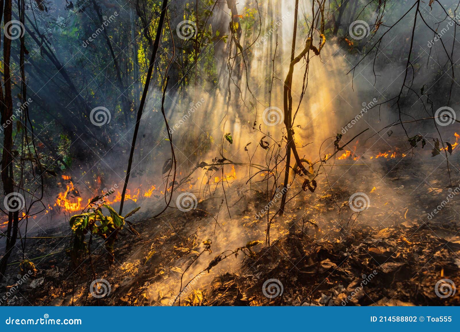 Forest Fire Disaster Burning Caused by Human Stock Photo - Image of ...