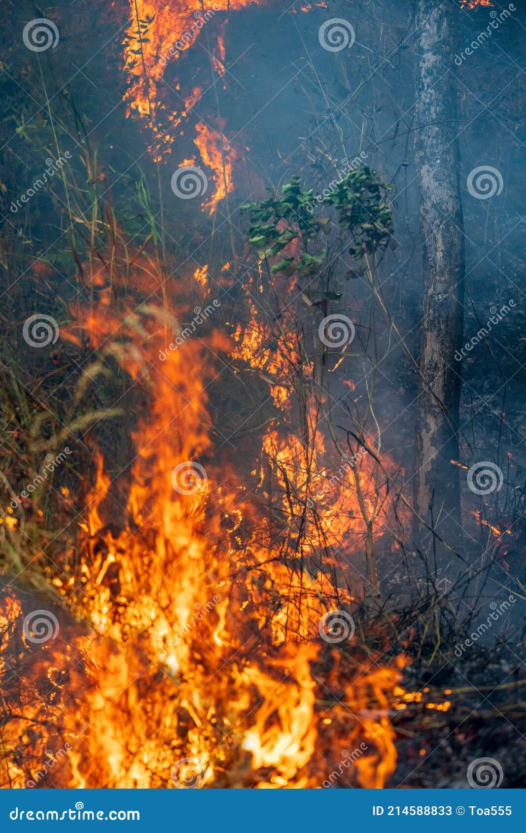 Forest Fire Disaster Burning Caused by Human Stock Image - Image of ...