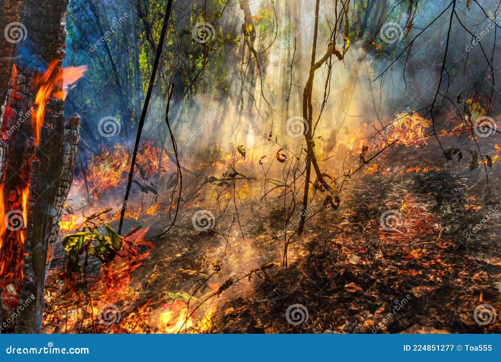 Forest Fire Disaster Burning Caused by Human Stock Image - Image of ...