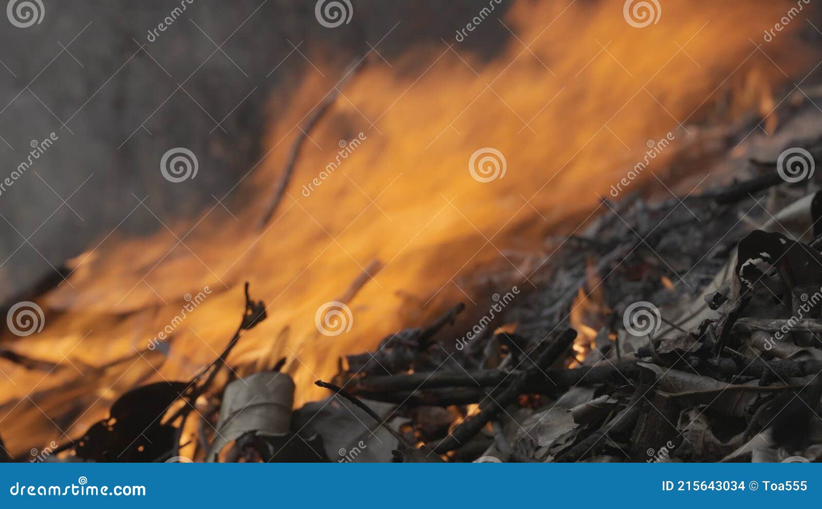 Forest Fire Disaster is Burning Caused by Human Stock Footage - Video ...