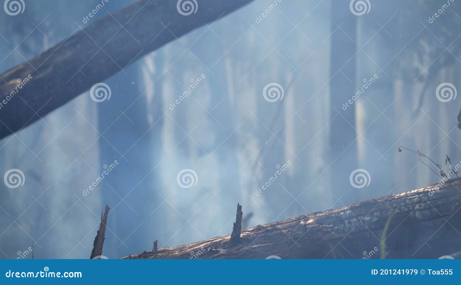 Forest Fire Disaster is Burning Caused by Human Stock Video - Video of ...