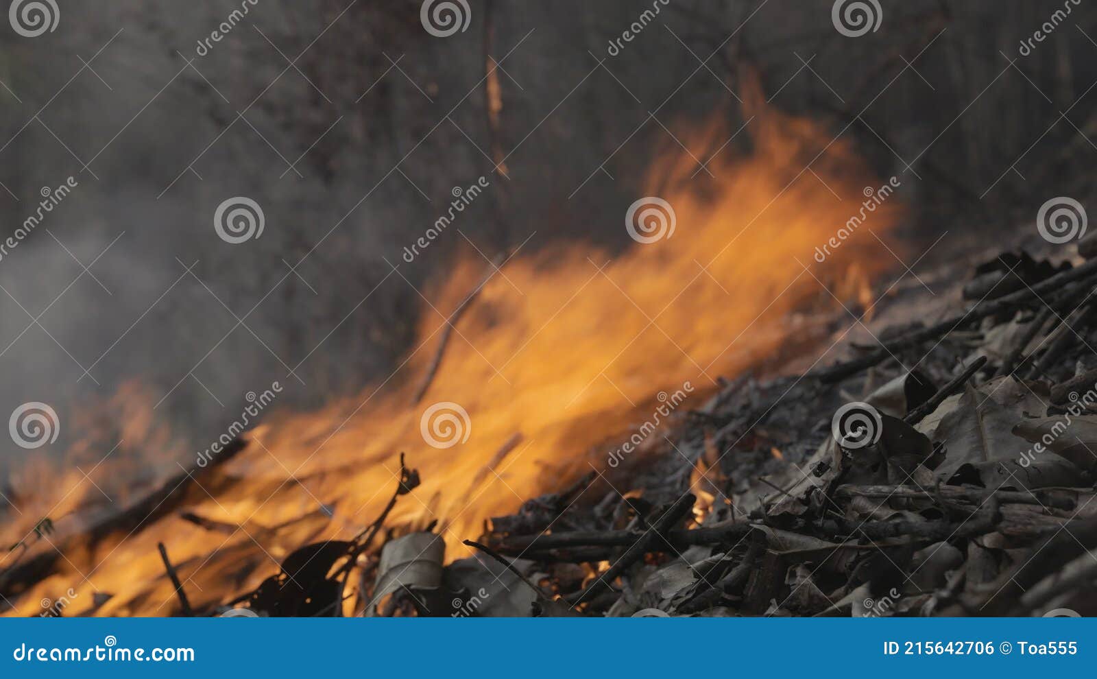 Forest Fire Disaster Burning Caused by Human Stock Footage - Video of ...