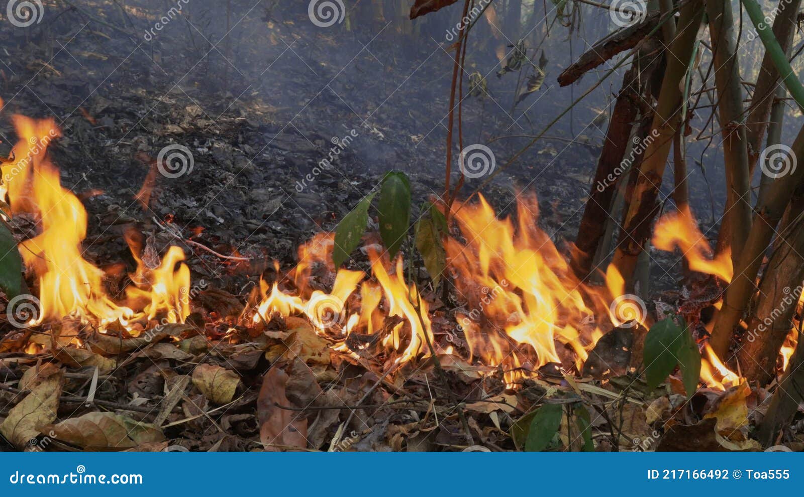 Forest Fire Disaster Burning Caused by Human Stock Footage - Video of ...
