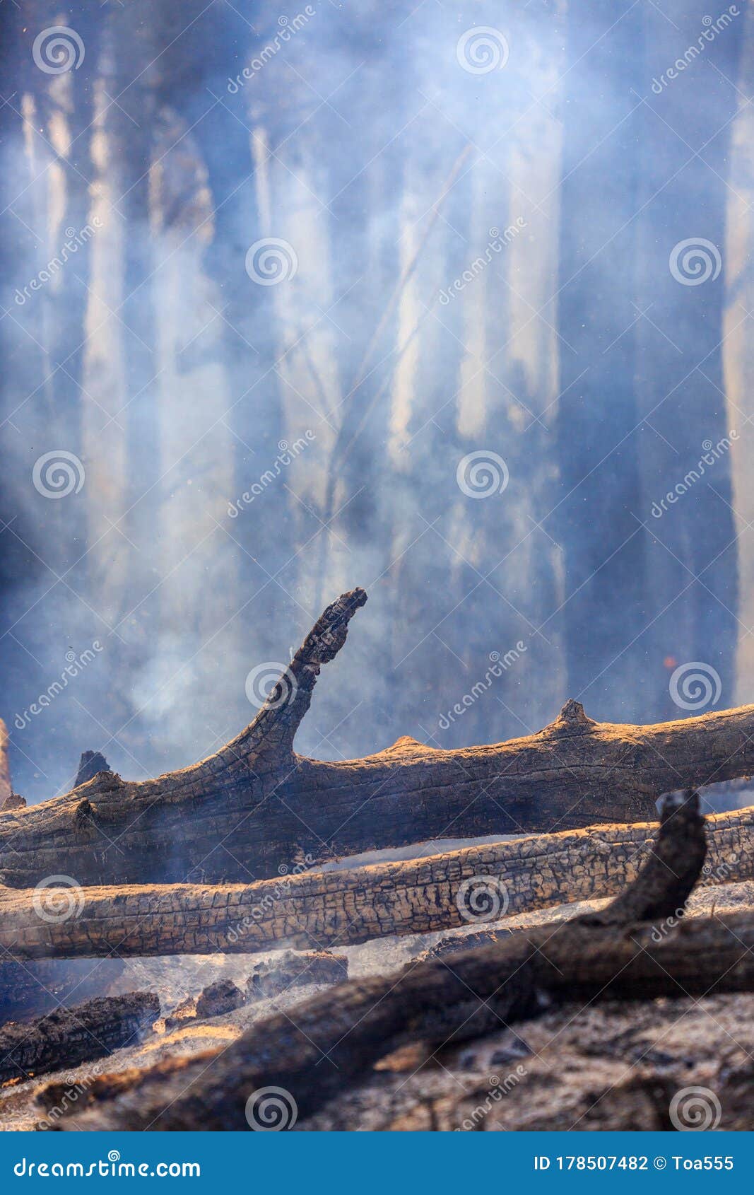 After Forest Fire Disaster is Burning Caused by Human Stock Photo ...