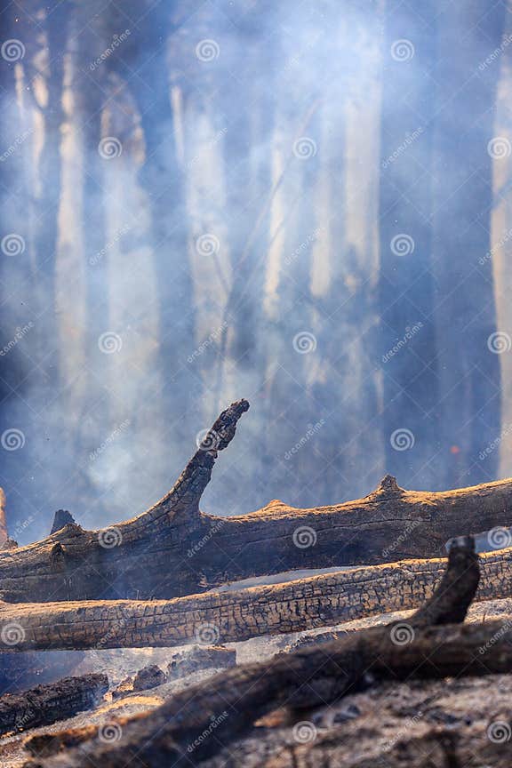 After Forest Fire Disaster is Burning Caused by Human Stock Photo ...