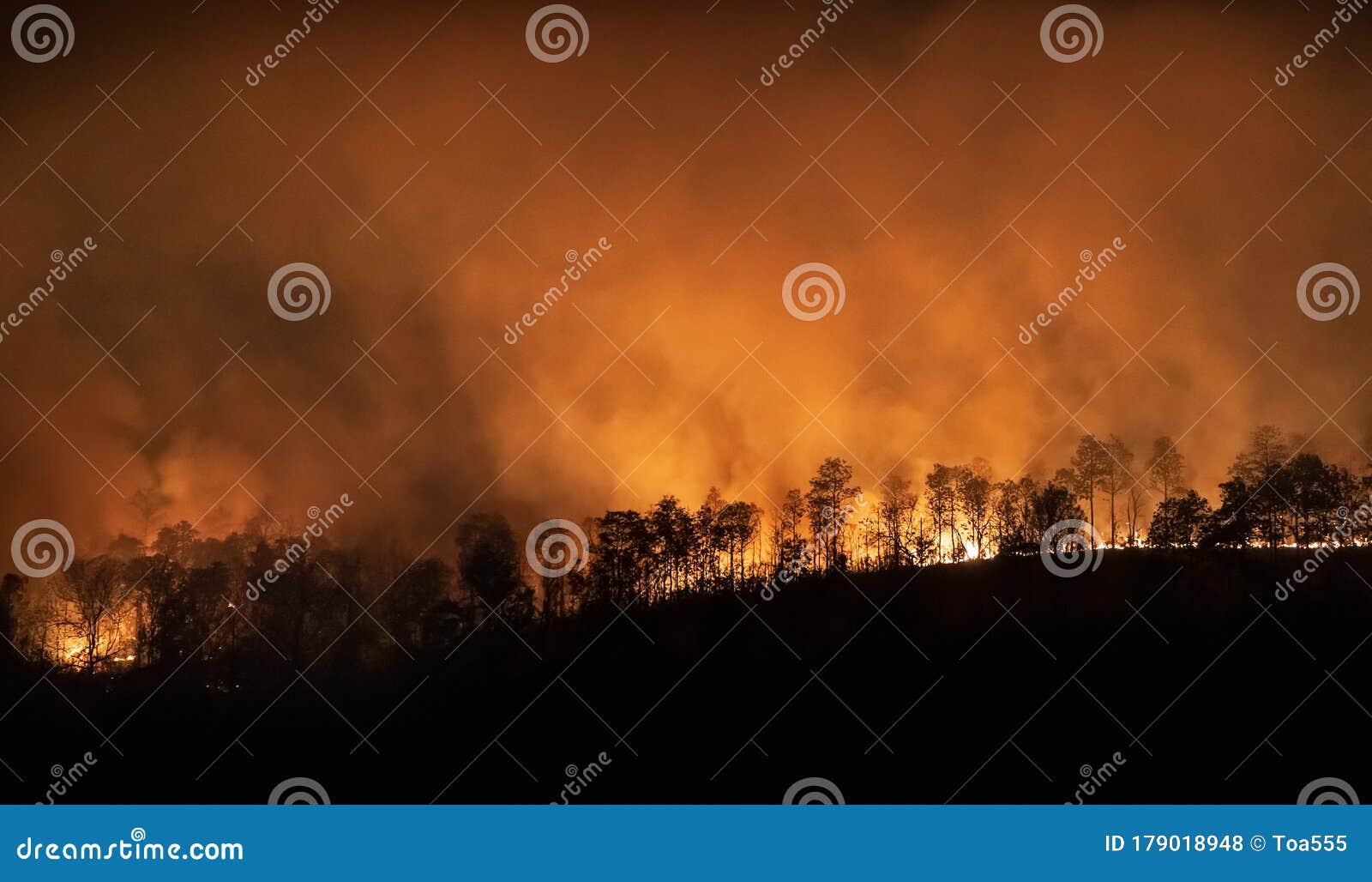 Forest Fire Disaster is Burning Caused by Human Stock Photo - Image of ...