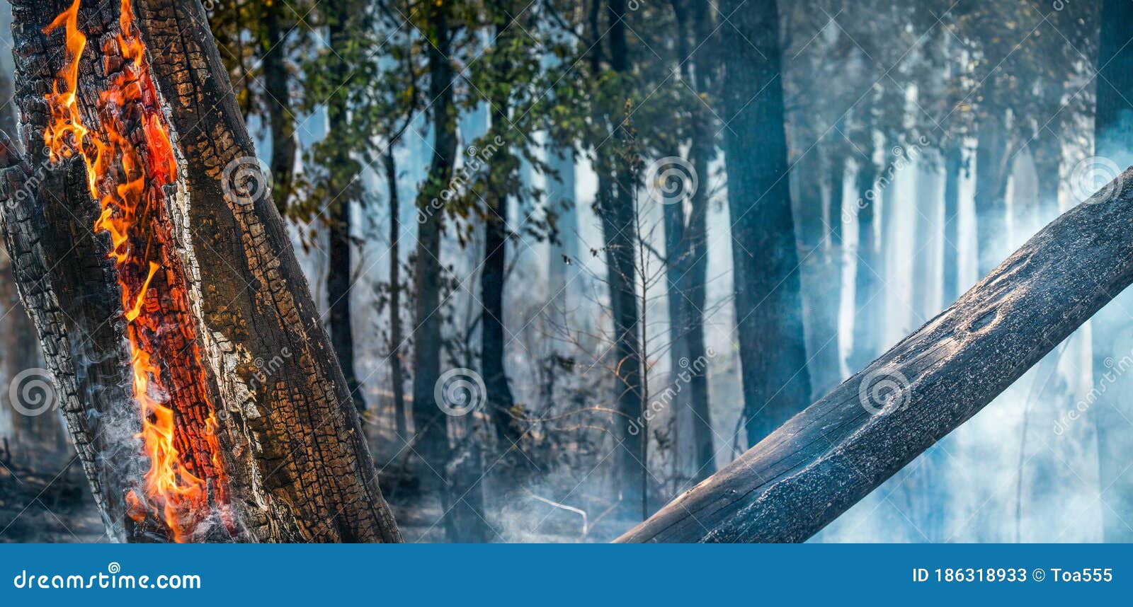 Forest Fire Disaster is Burning Caused by Human Stock Image - Image of ...