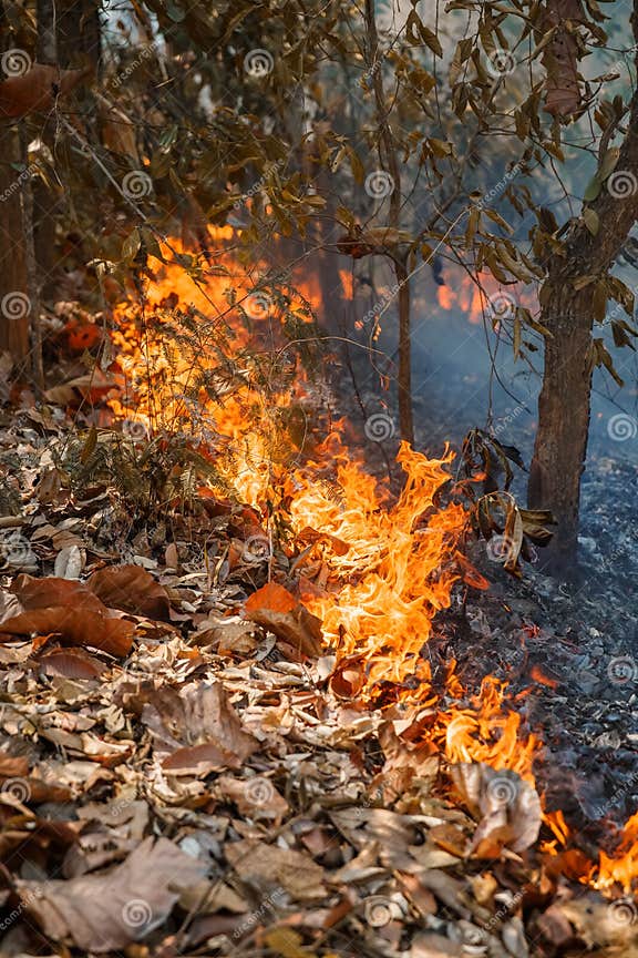 Forest Fire Disaster is Burning Caused by Humans Stock Image - Image of ...