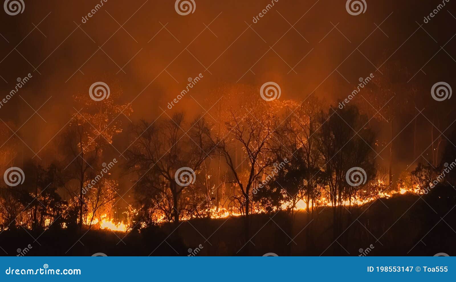 Forest Fire Disaster is Burning in the Forest Caused by Humans Stock ...