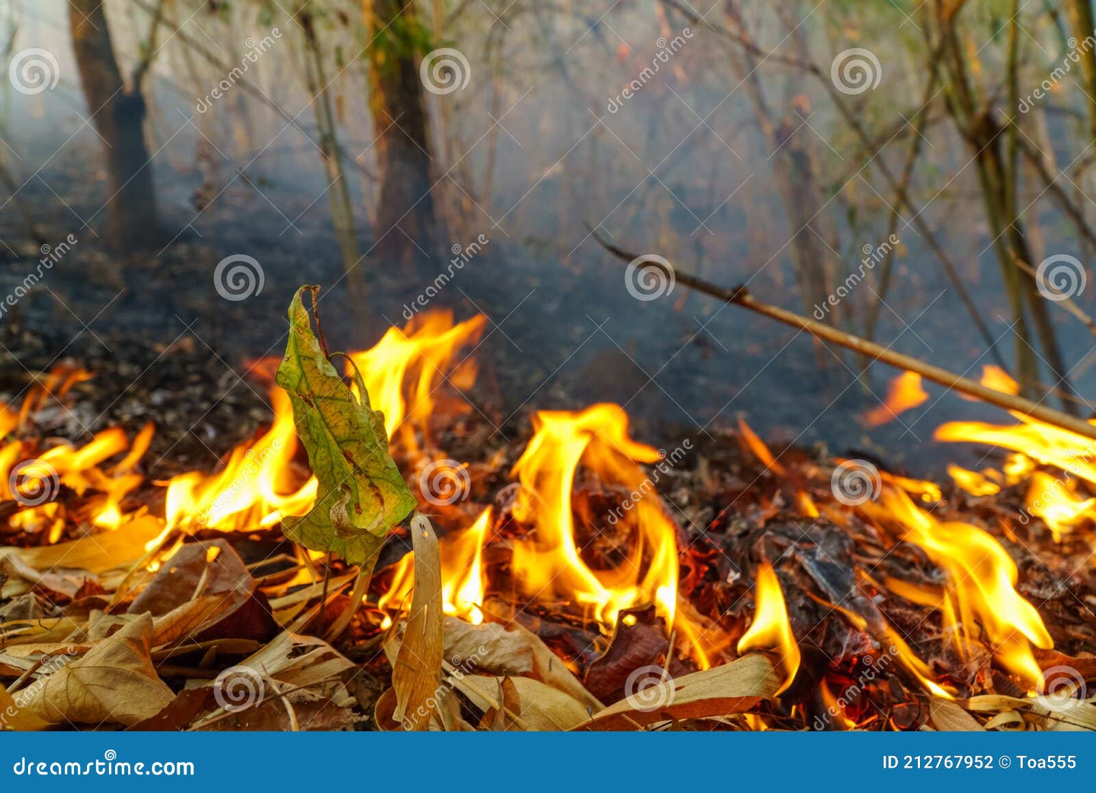 Forest Fire Disaster is Burning Caused by Human Stock Photo - Image of ...