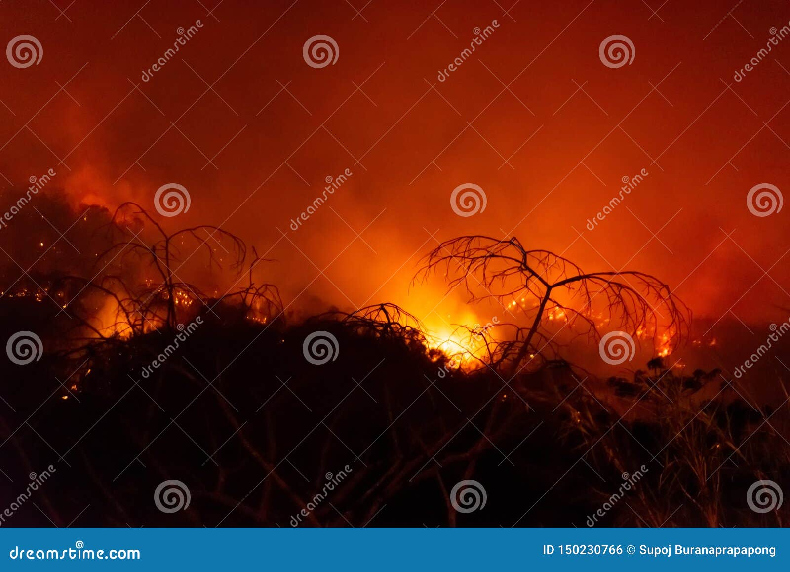 Forest Fire Disater Problem.Fire Burns Trees in the Mountain at Night ...