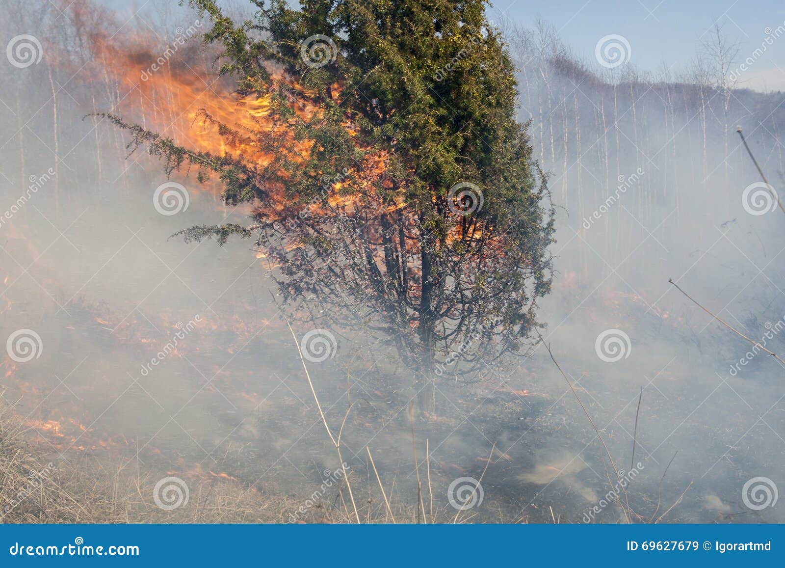 Forest fire stock image. Image of ecology, romania, fires - 69627679