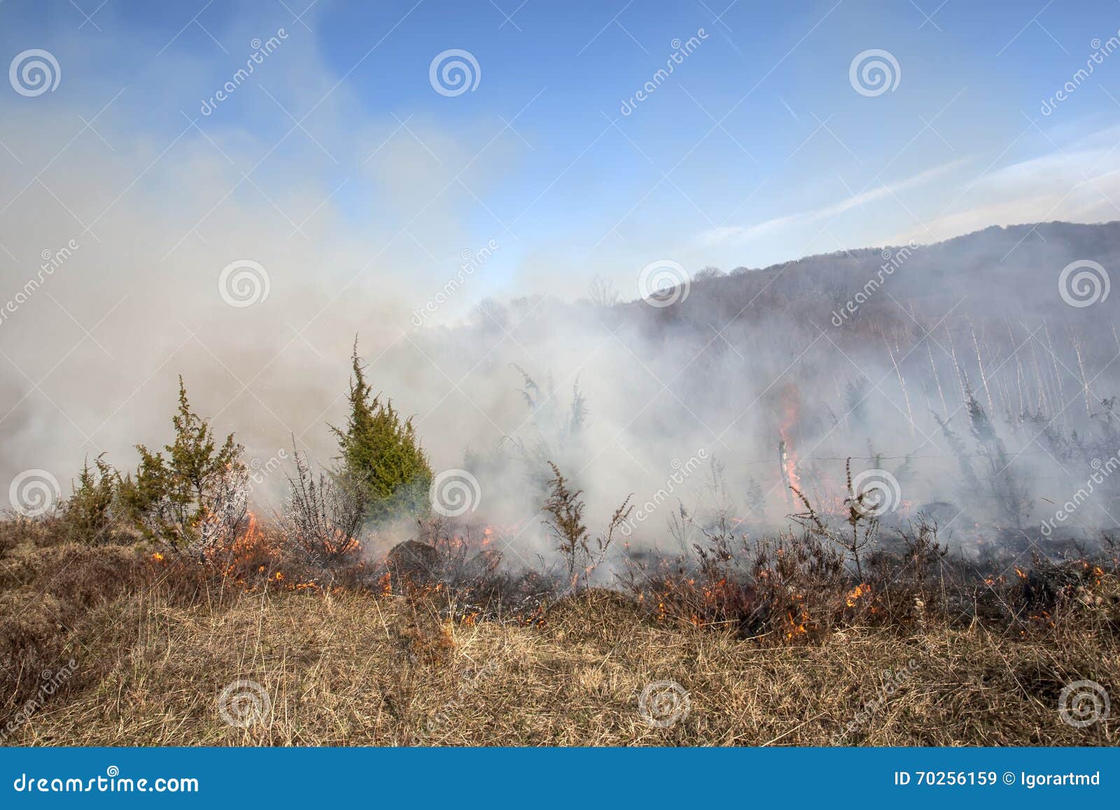 Forest fire stock image. Image of ecology, heat, wildfire - 70256159