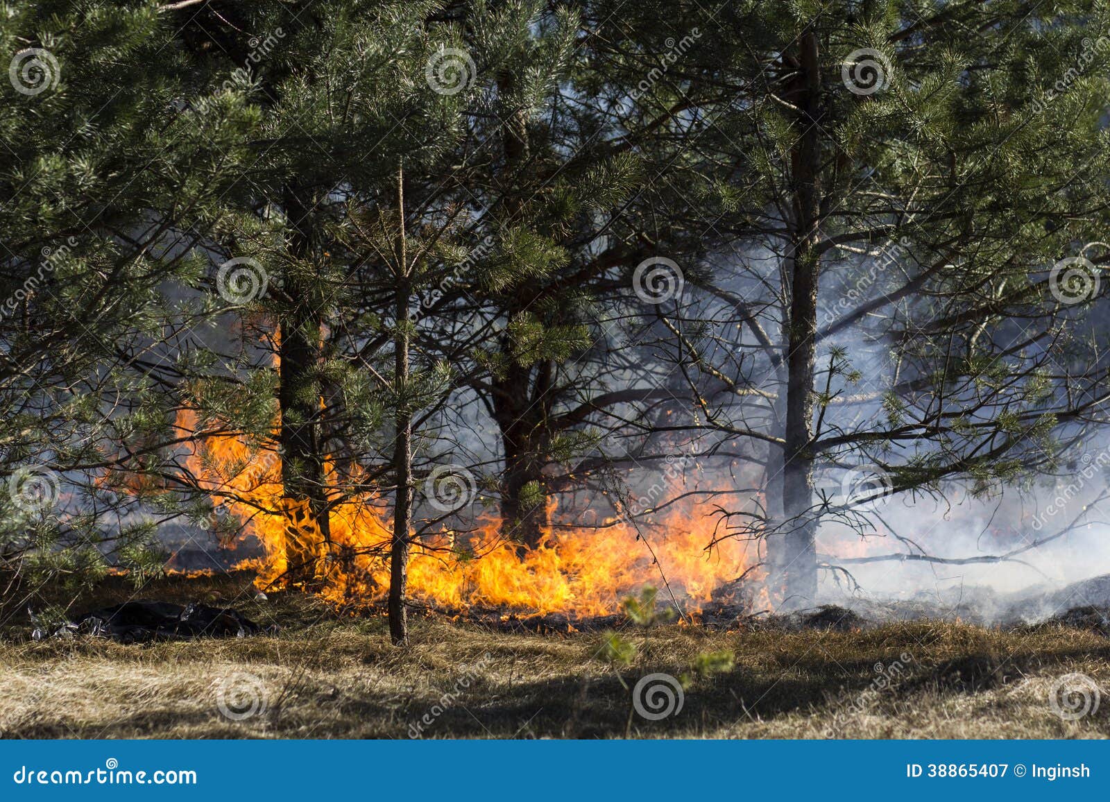 Forest fire stock image. Image of outback, dark, danger - 38865407