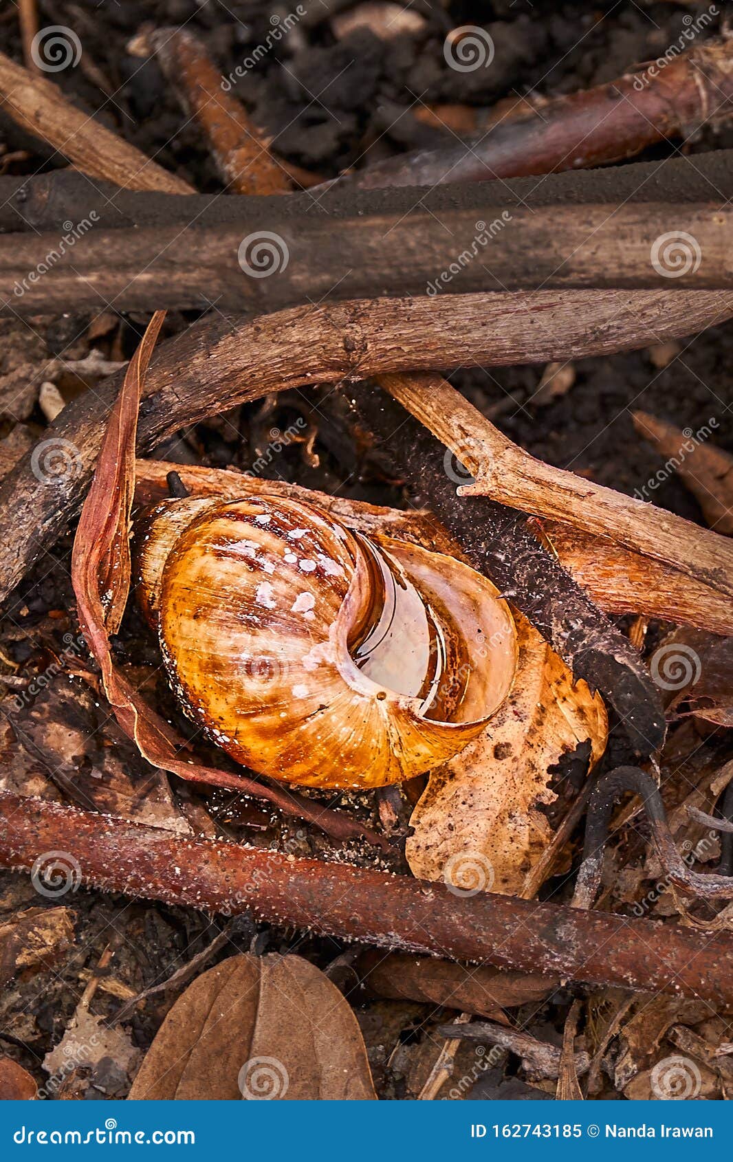 Forest Fire Effect, Snail Slugs Die after a Forest Fire Stock Image ...