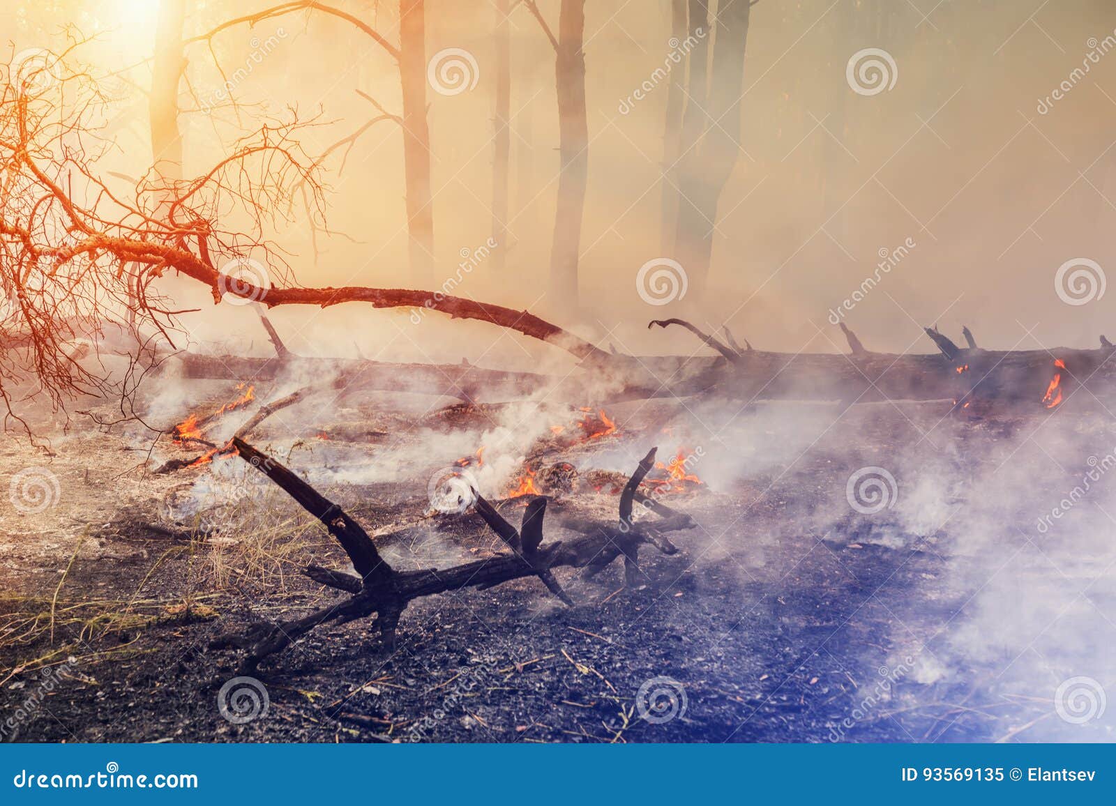Forest Fire. Fallen Tree is Burned To the Ground a Lot of Smoke when ...