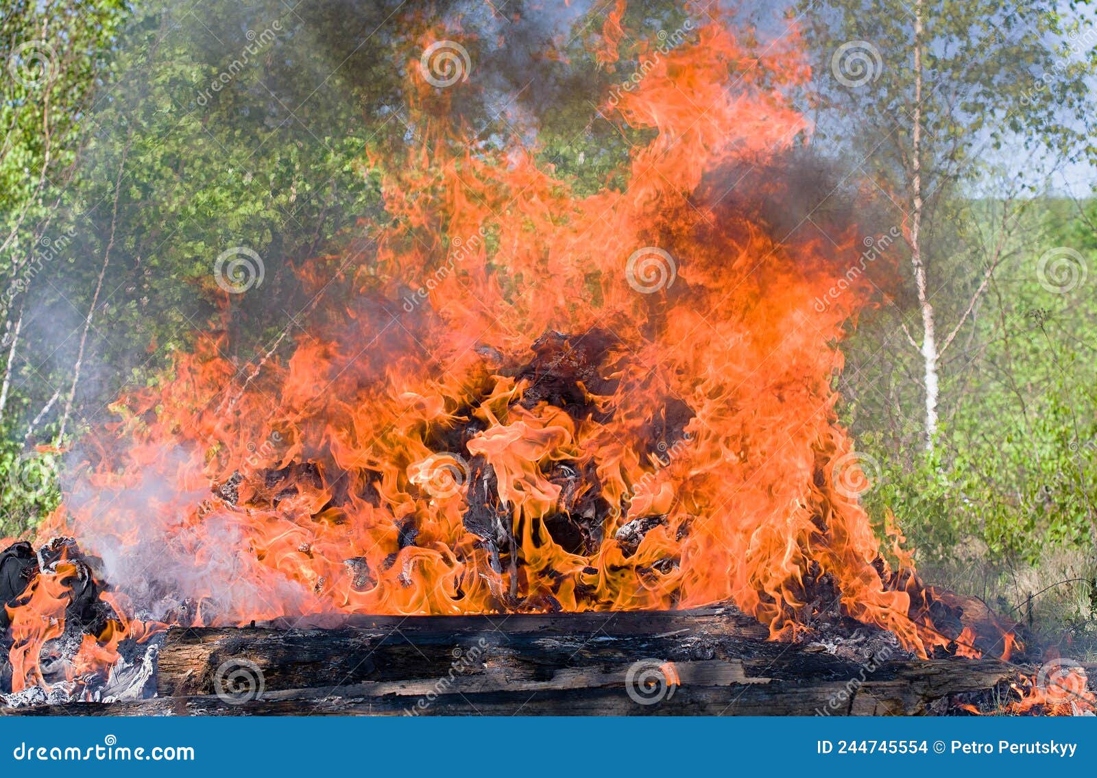 Forest fire stock photo. Image of tree, ground, disaster - 244745554