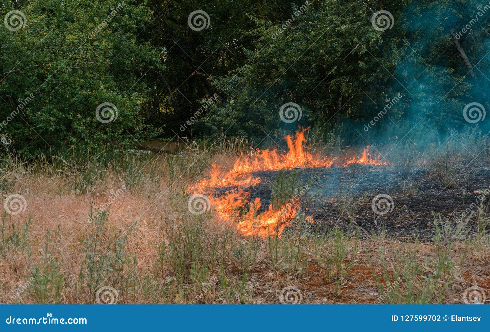 Forest Fire. Fallen Tree is Burned To the Ground a Lot of Smoke when ...