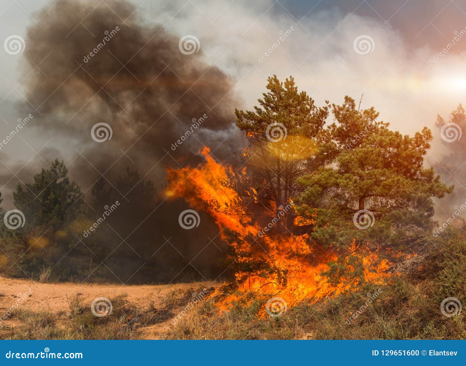 Forest Fire. Fallen Tree is Burned To the Ground a Lot of Smoke when ...