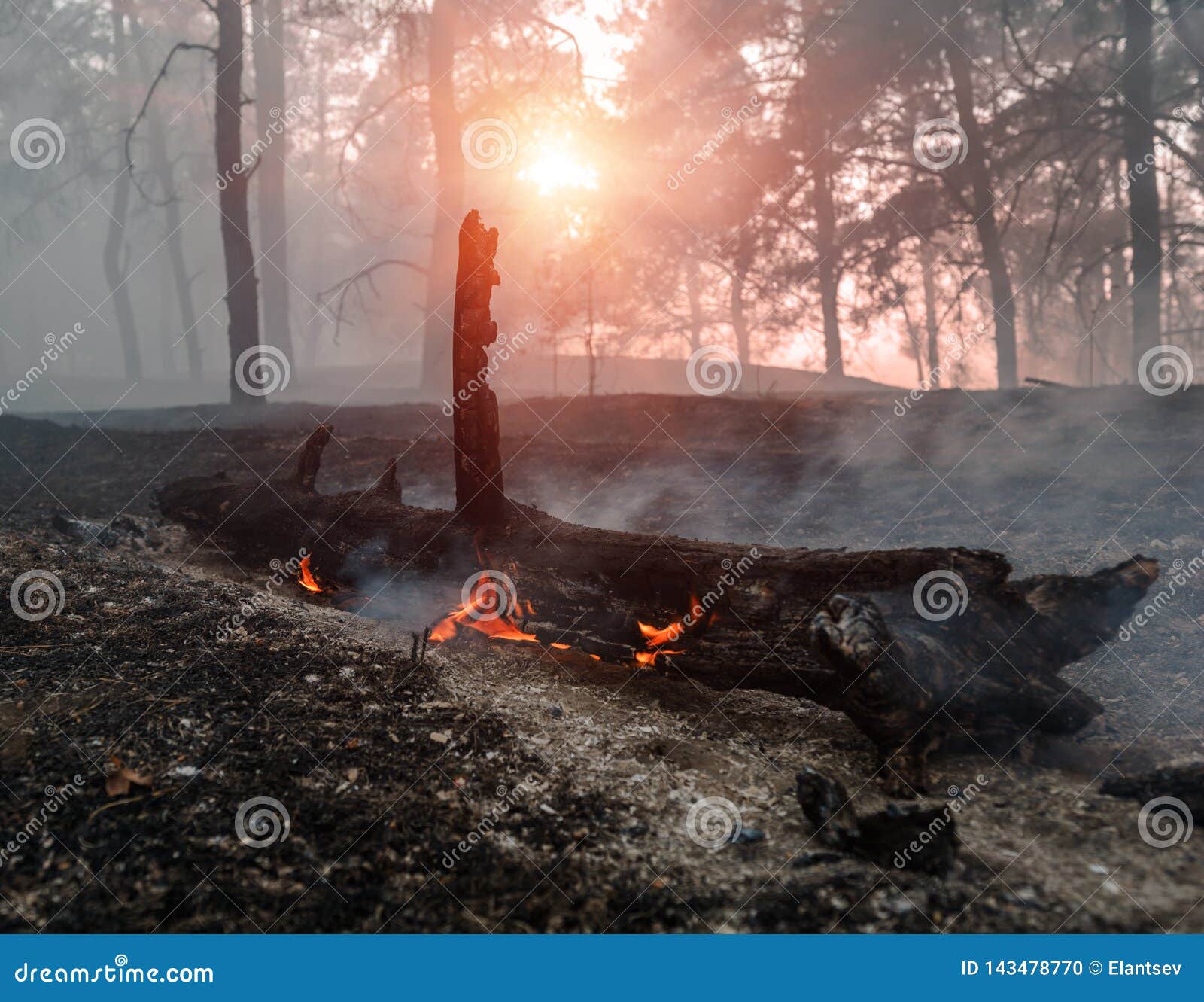 Forest Fire. Fallen Tree is Burned To the Ground a Lot of Smoke when ...