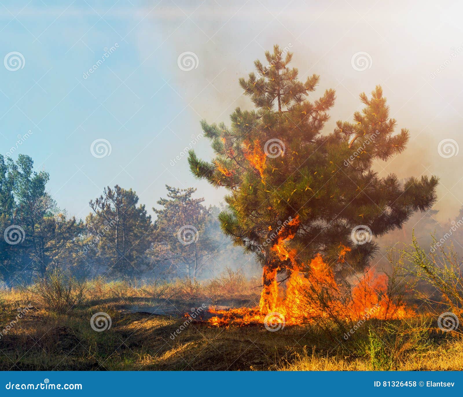 Forest Fire. Fallen Tree is Burned To the Ground a Lot of Smoke when ...
