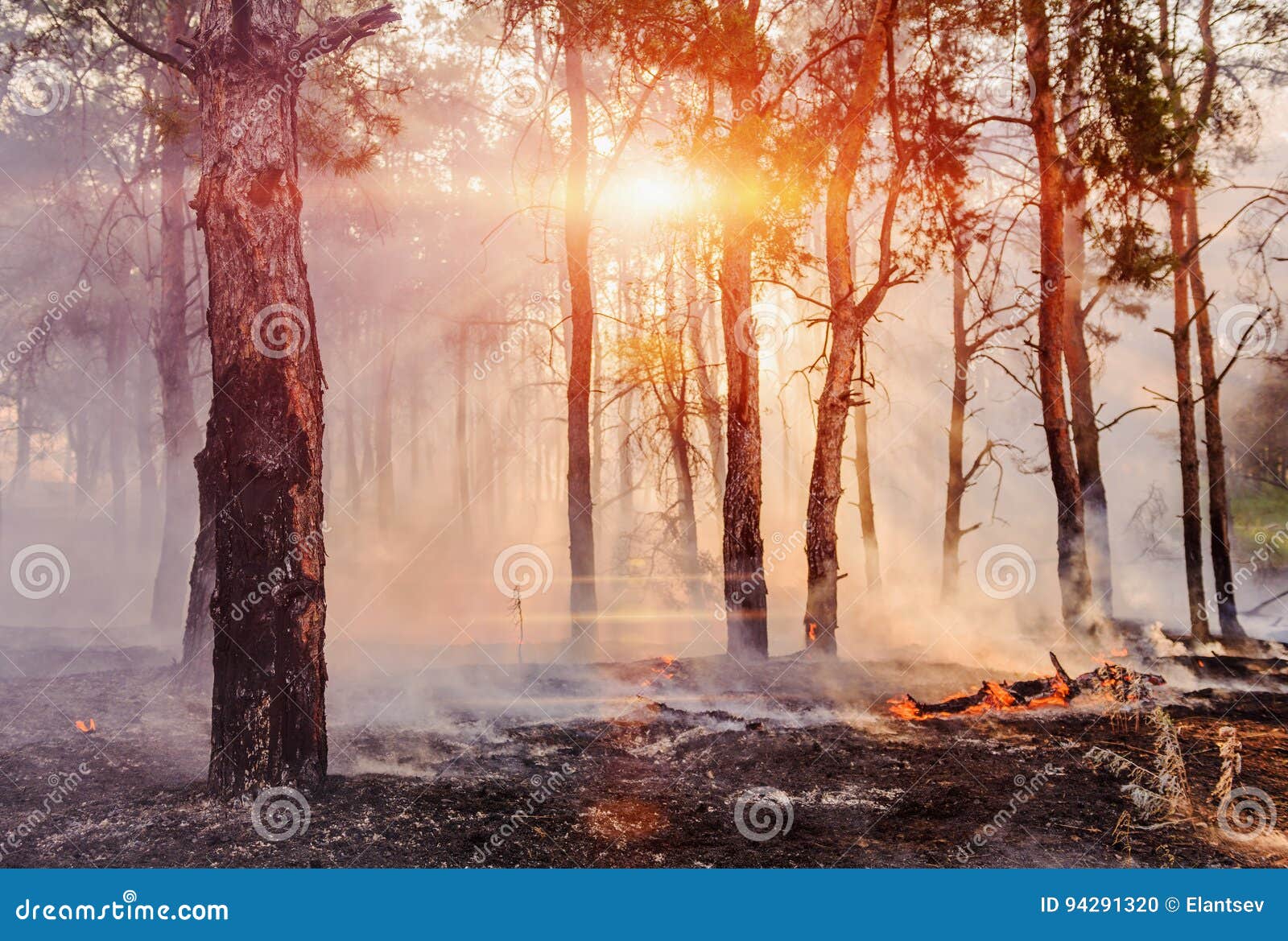 Forest Fire. Fallen Tree is Burned To the Ground a Lot of Smoke when ...