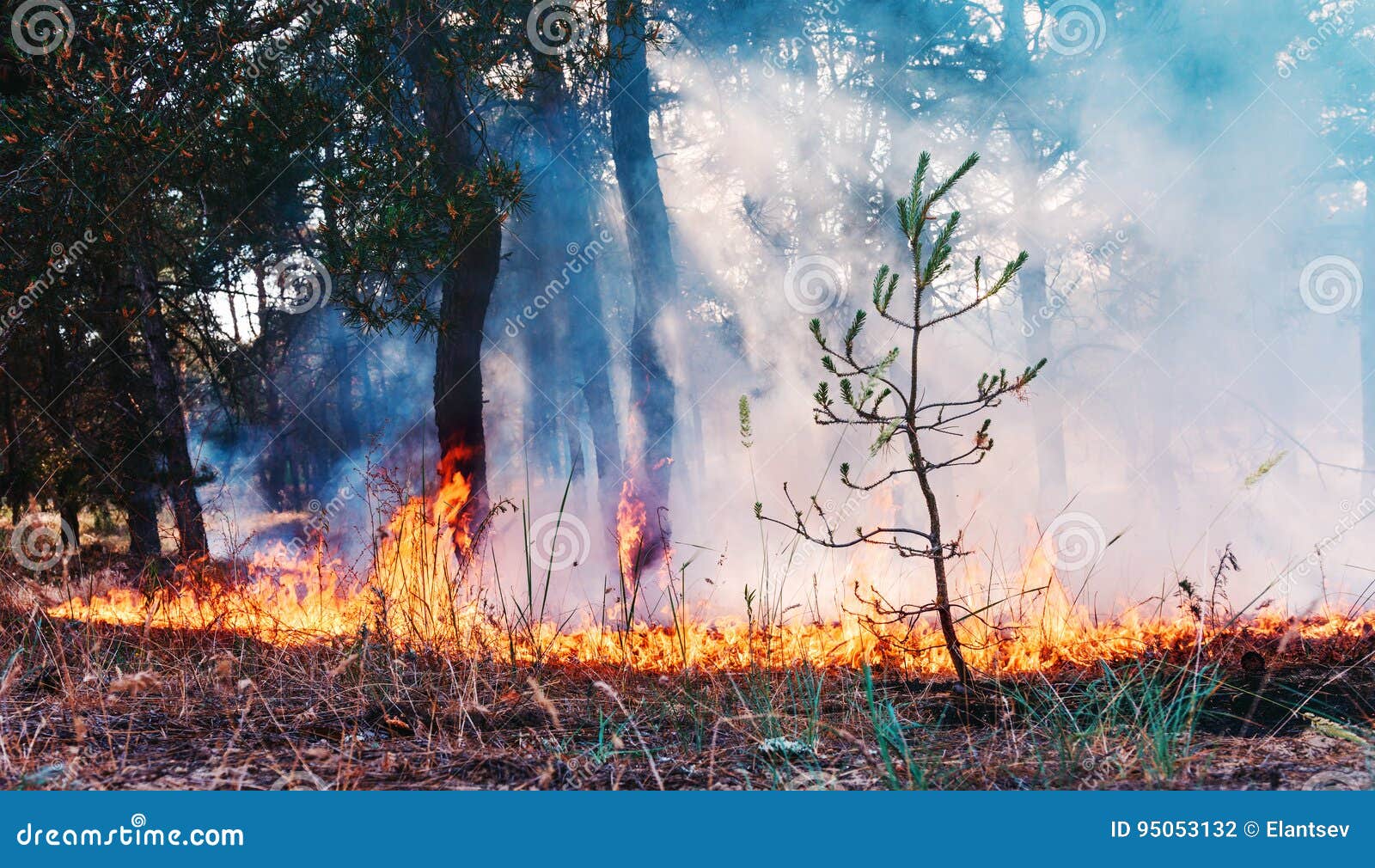 Forest Fire. Fallen Tree is Burned To the Ground a Lot of Smoke when ...