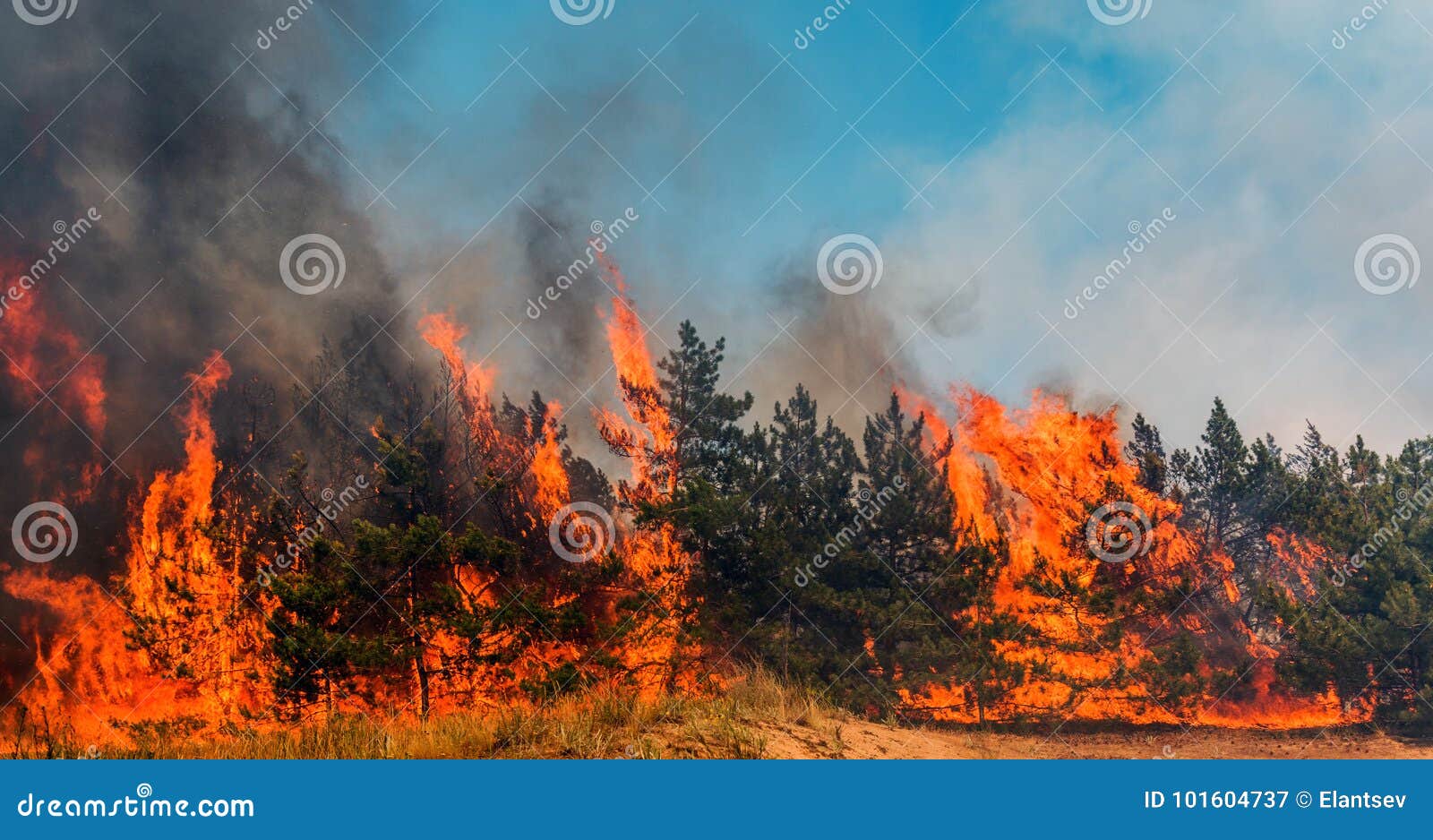 Forest Fire. Fallen Tree is Burned To the Ground a Lot of Smoke when ...