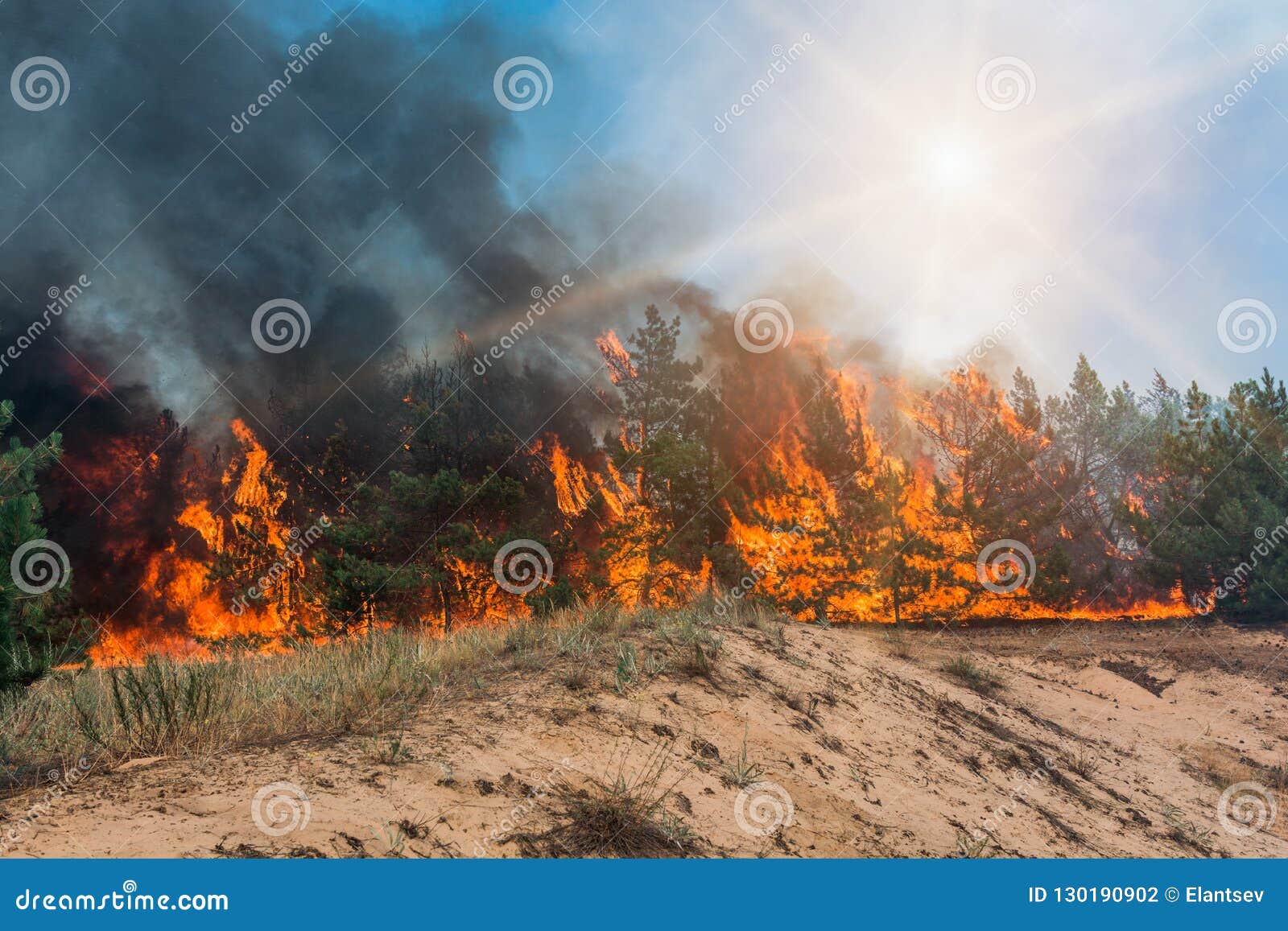 Forest Fire. Fallen Tree is Burned To the Ground a Lot of Smoke when ...