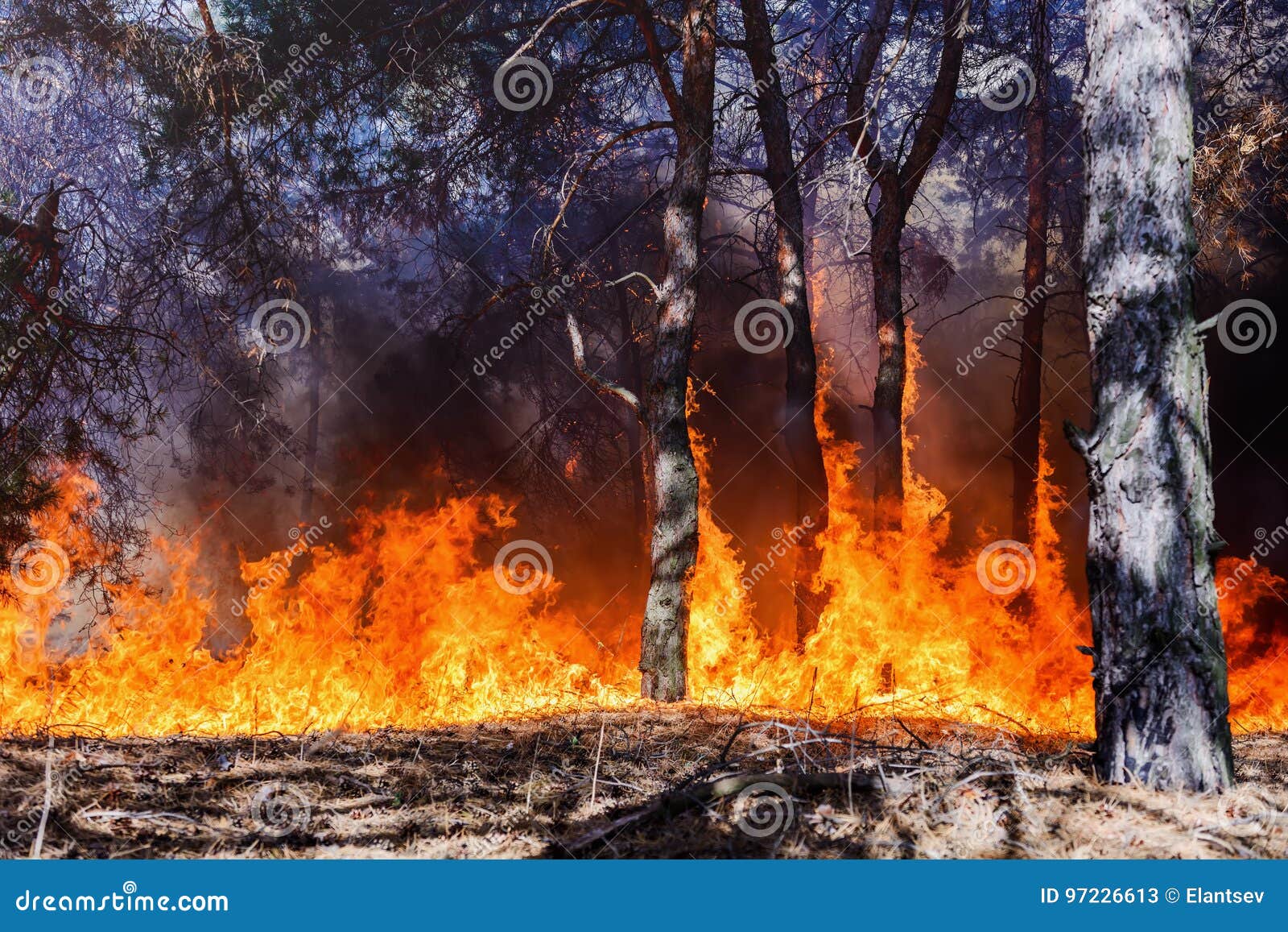 Forest Fire. Fallen Tree is Burned To the Ground a Lot of Smoke when ...