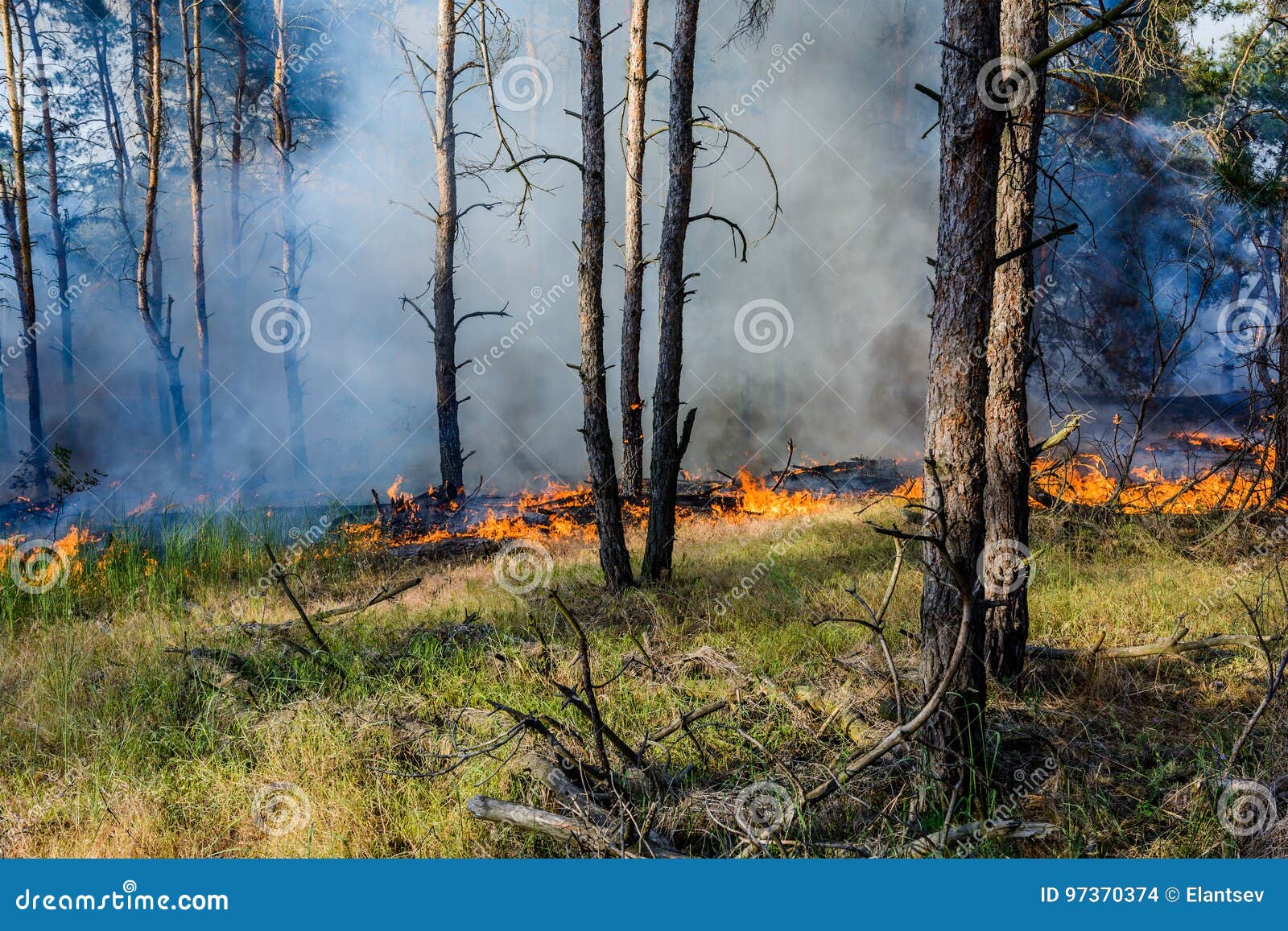 Burned Forest Ground