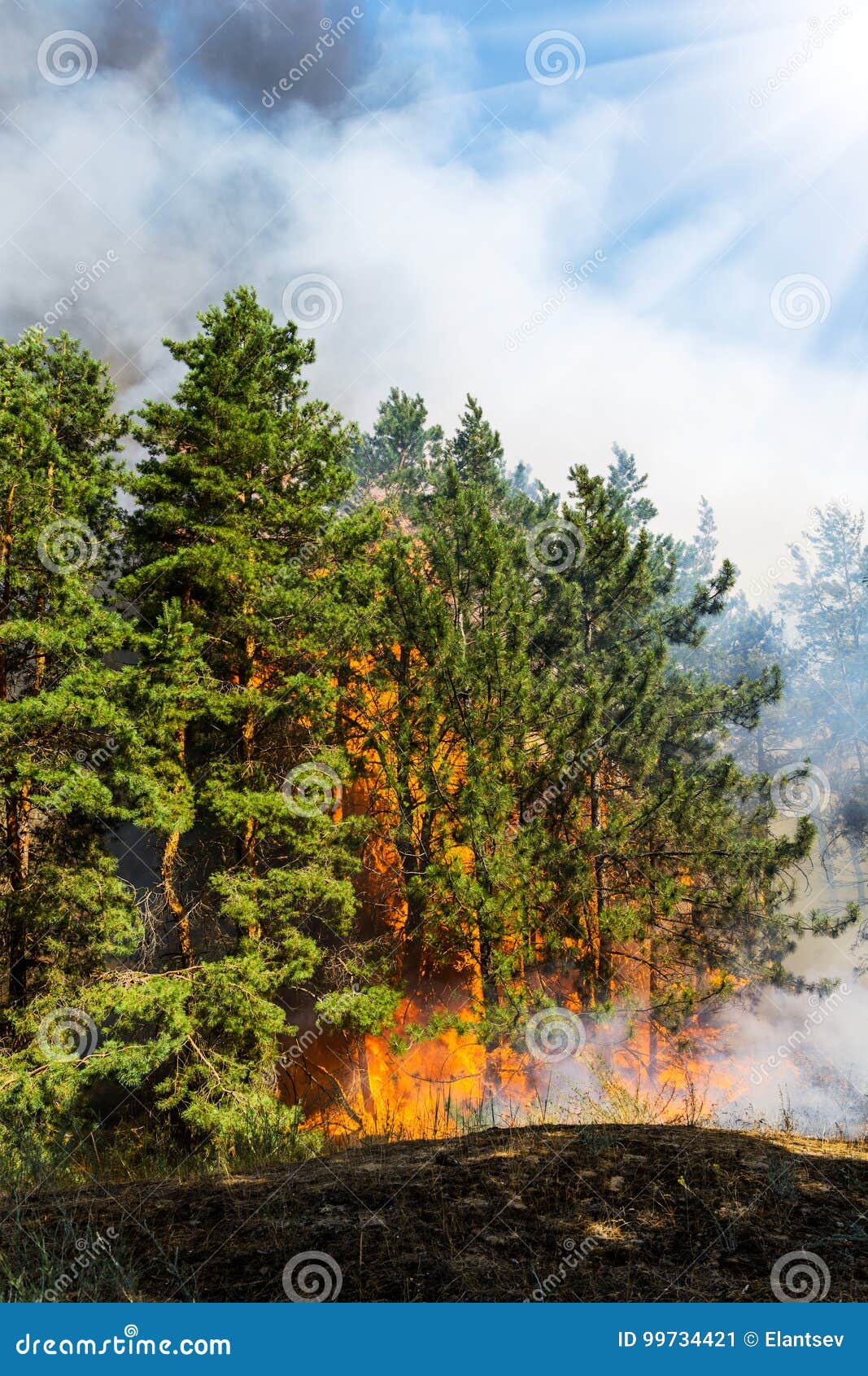 Forest Fire. Fallen Tree is Burned To the Ground a Lot of Smoke when ...