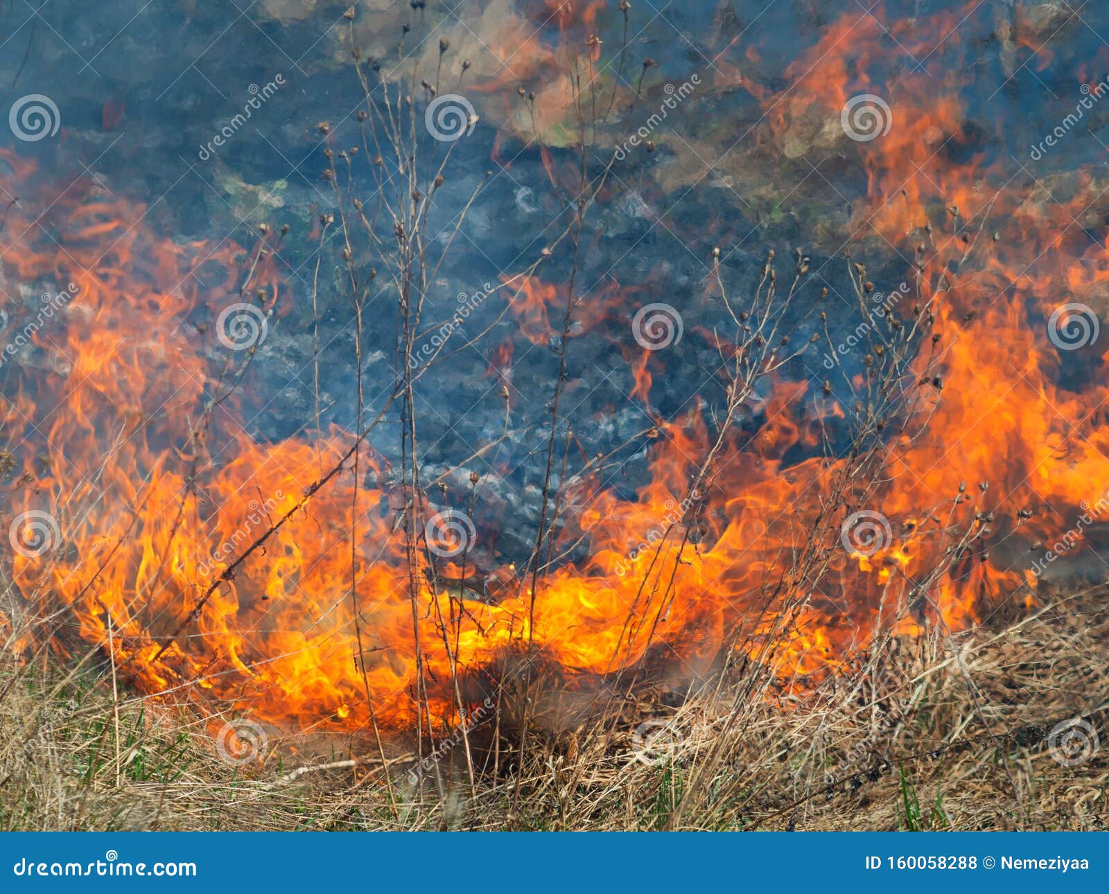 Forest fire. Flamed grass. stock photo. Image of dead - 160058288