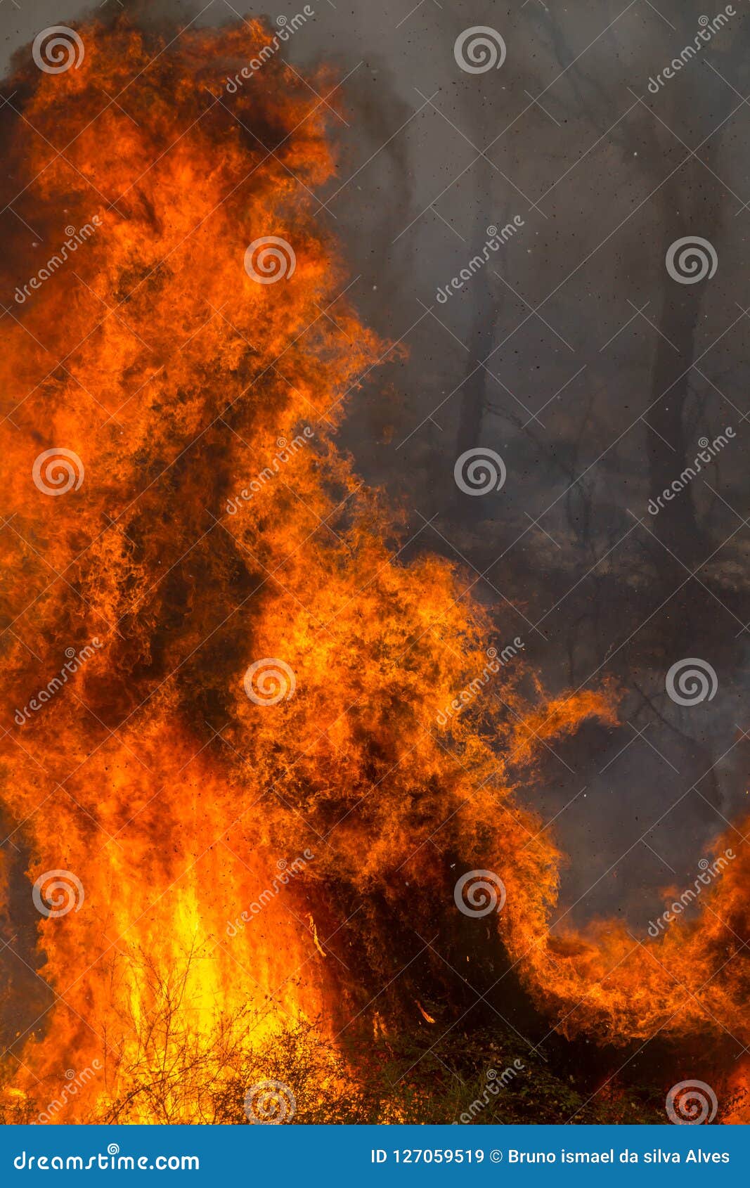 Forest Fire, Flames Power. stock image. Image of burn - 127059519