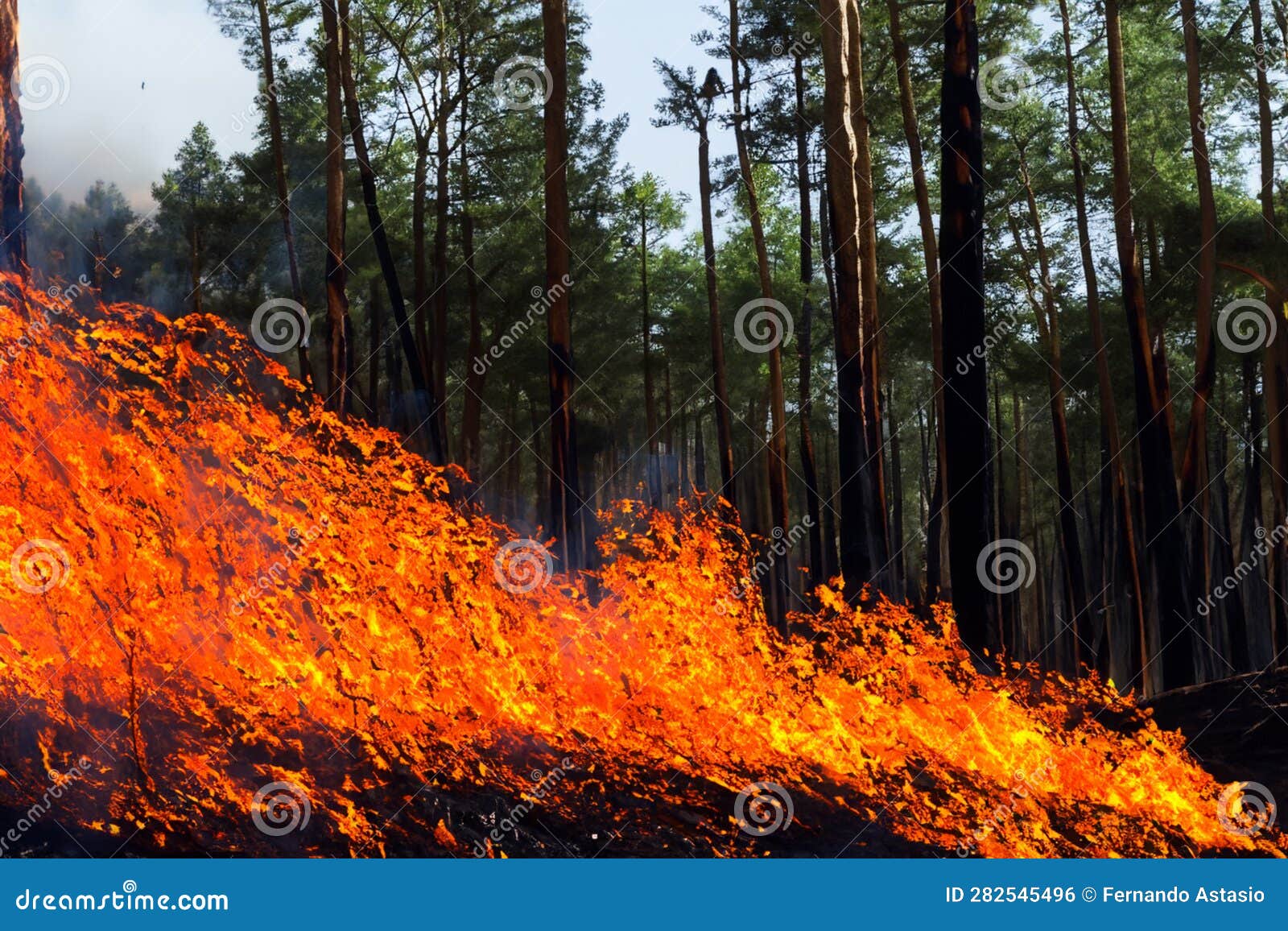 Forest Fire. Forest Fire in Progress. Wildfire. Large Flames of Forest ...