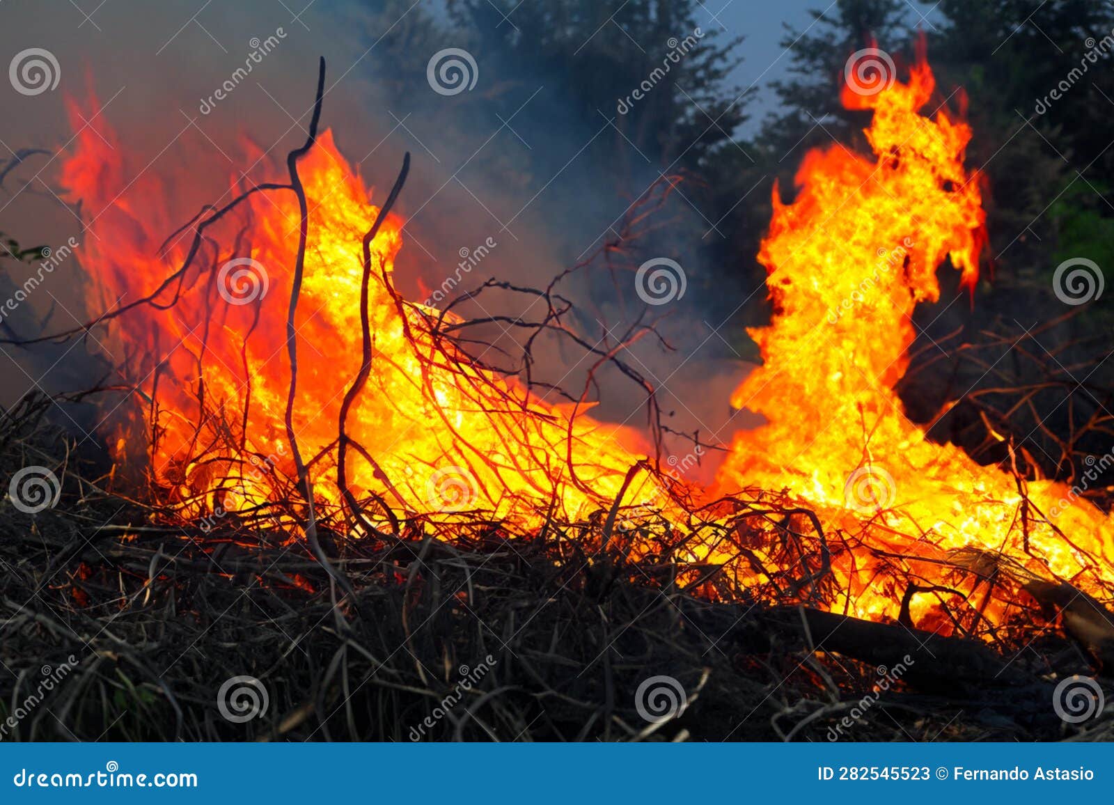 Forest Fire. Forest Fire in Progress. Wildfire. Large Flames of Forest ...