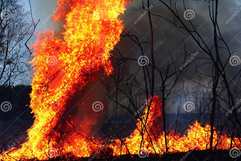 Forest Fire. Forest Fire in Progress. Wildfire. Large Flames of Forest ...