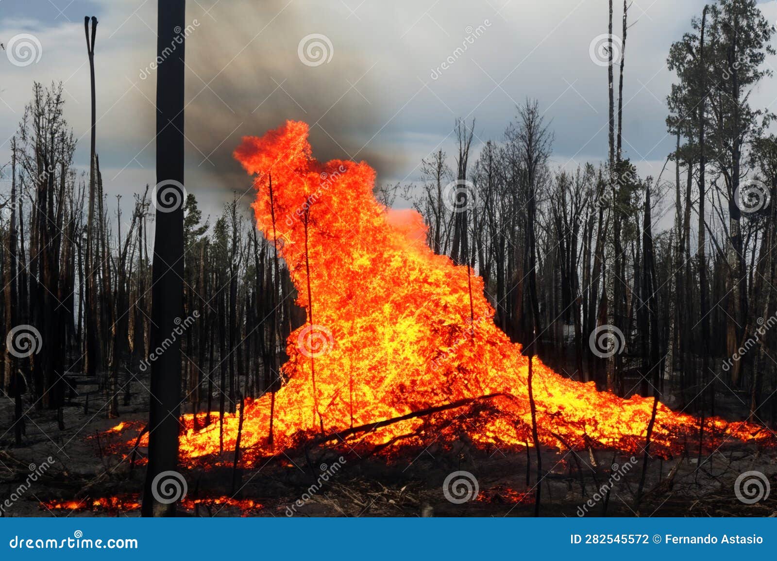 Forest Fire. Forest Fire in Progress. Wildfire. Large Flames of Forest ...