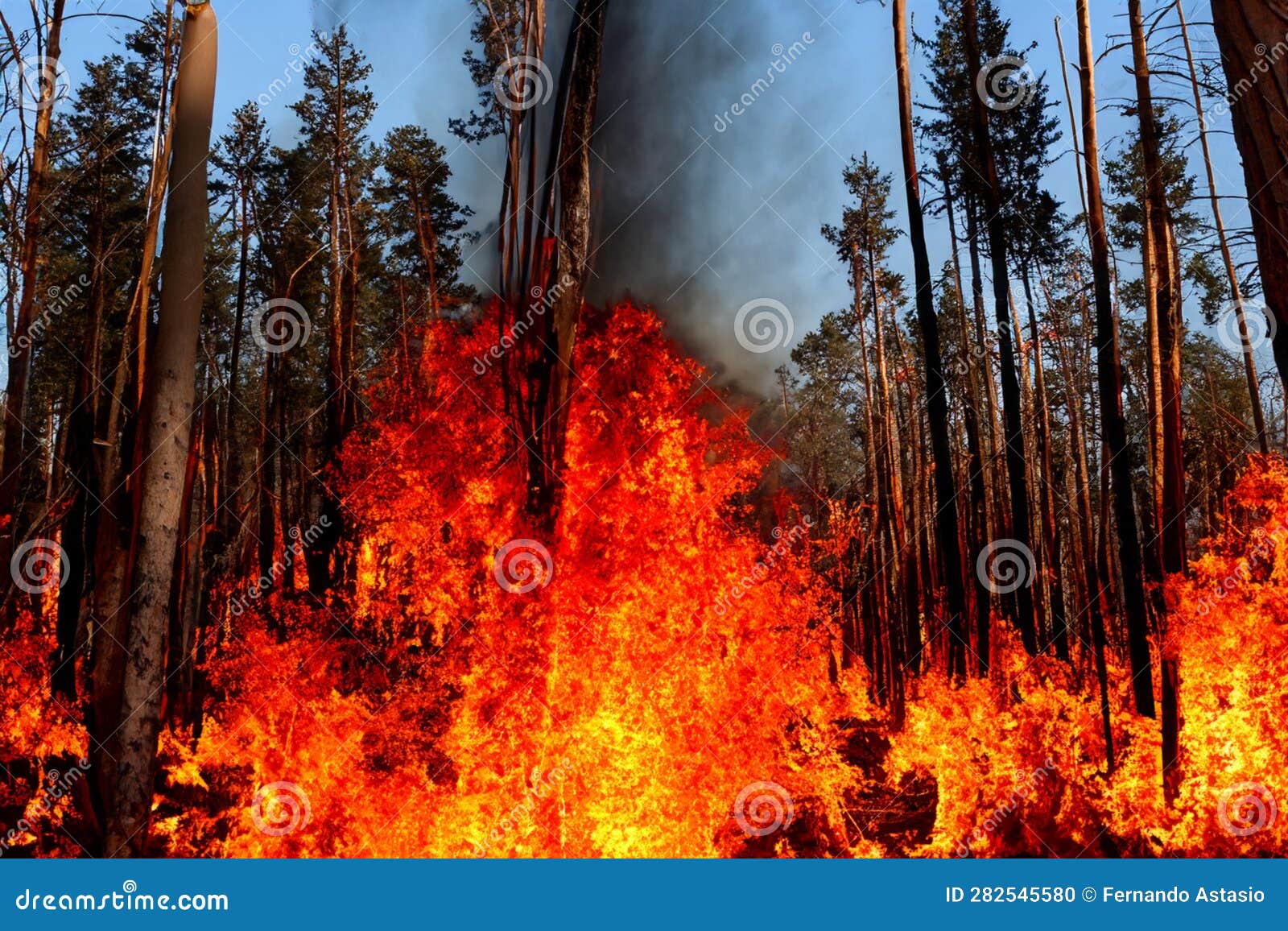 Forest Fire. Forest Fire in Progress. Wildfire. Large Flames of Forest ...