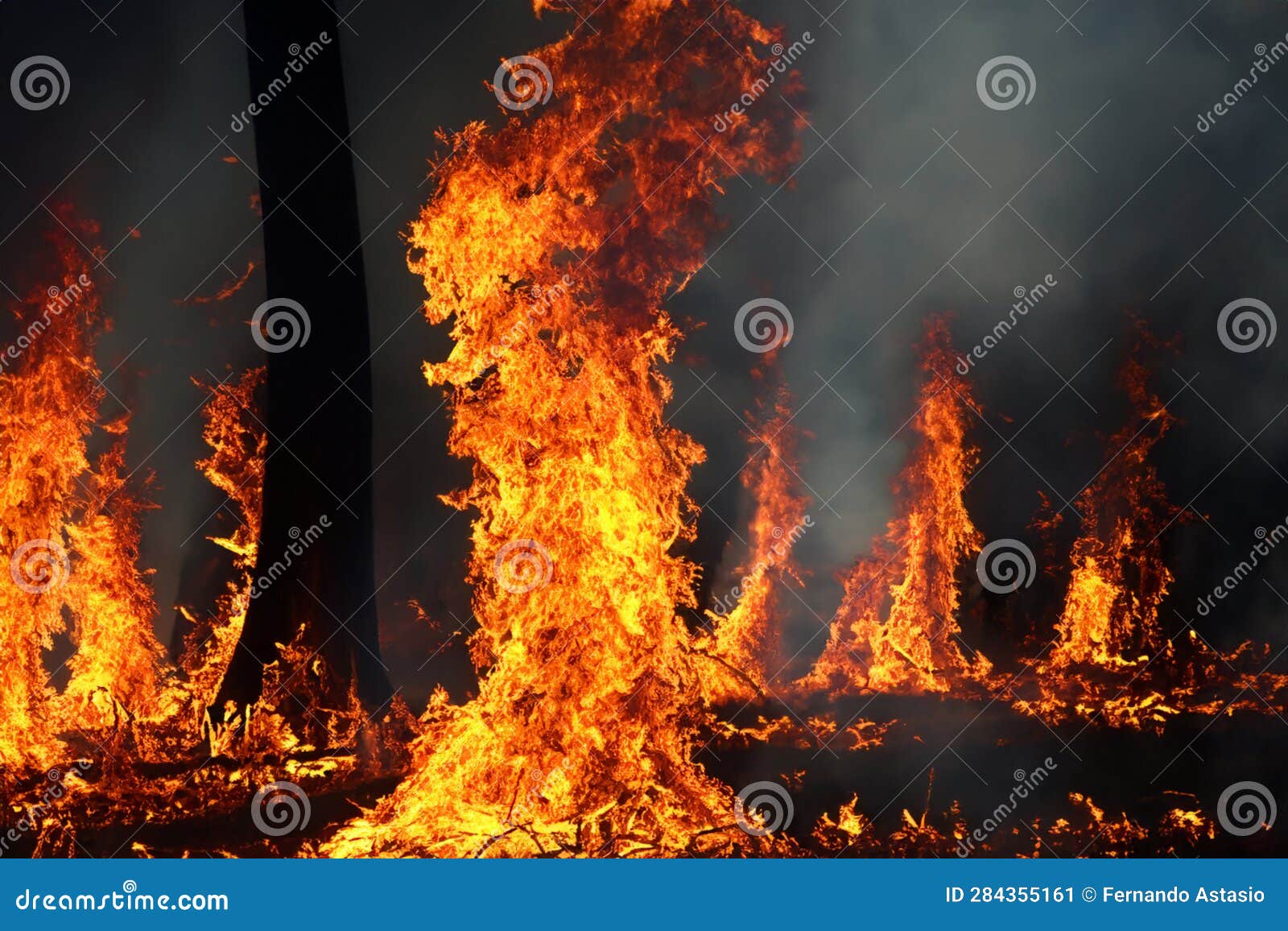 Forest Fire. Forest Fire in Progress. Wildfire. Large Flames of Forest ...