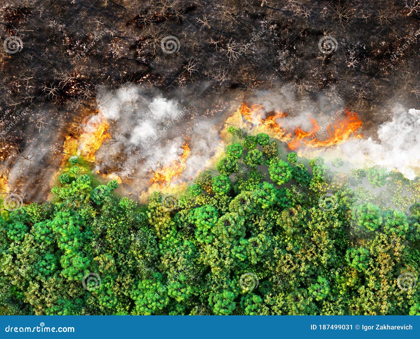 Forest Fire. Half Burned Forest Stock Image - Image of bush, green ...
