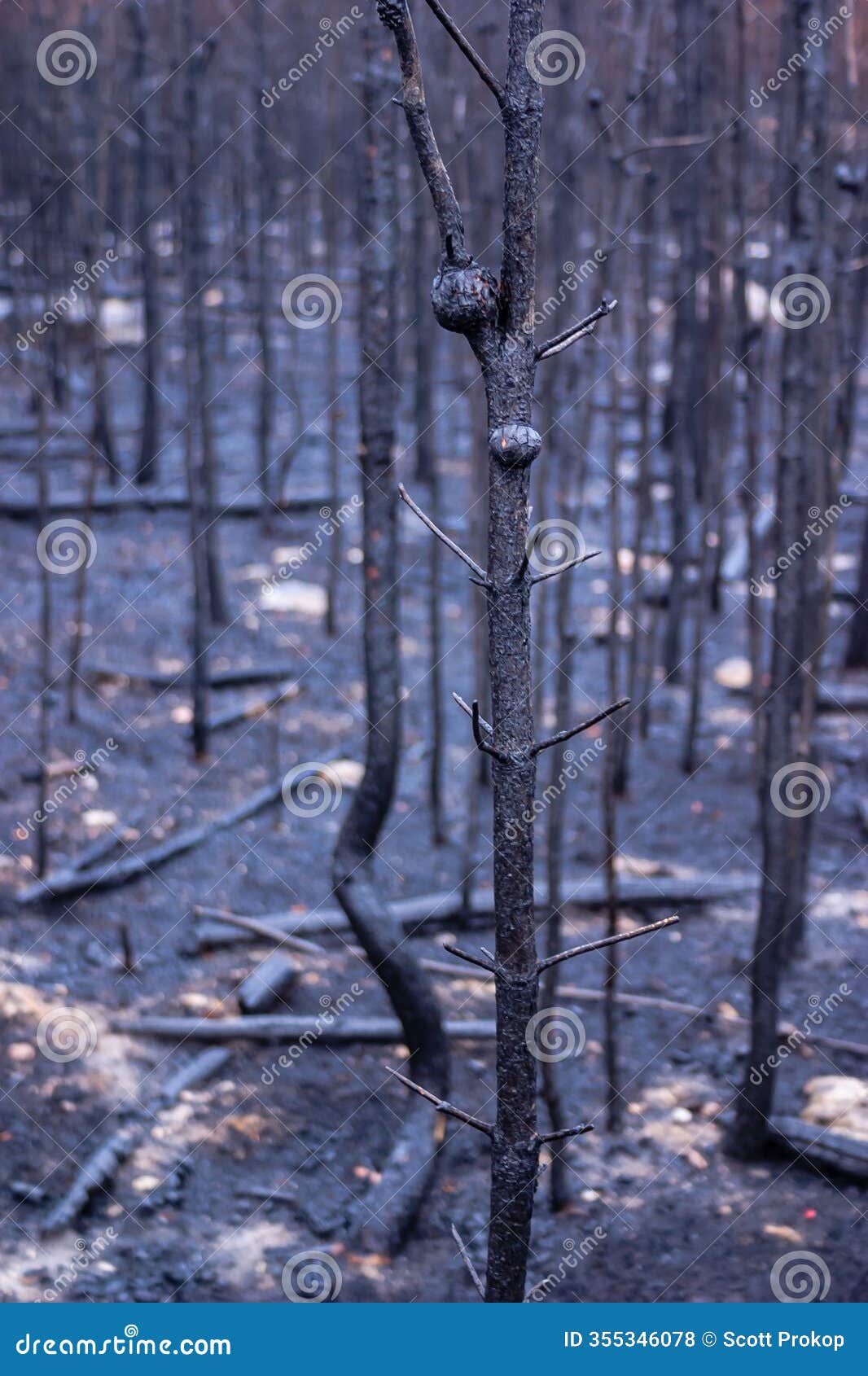 A Forest Fire Has Burned Down a Large Area of Trees Stock Photo - Image ...