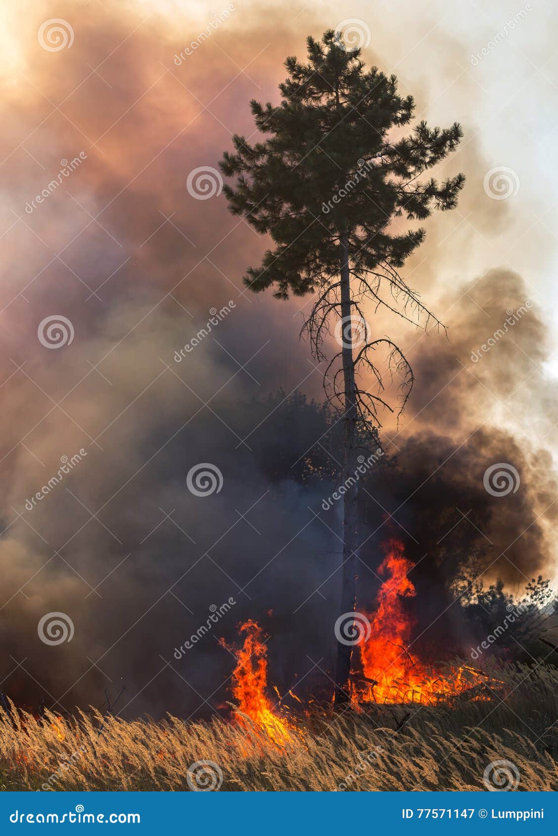 Forest Fire. Huge Pine Tree in Fire Stock Image - Image of danger ...