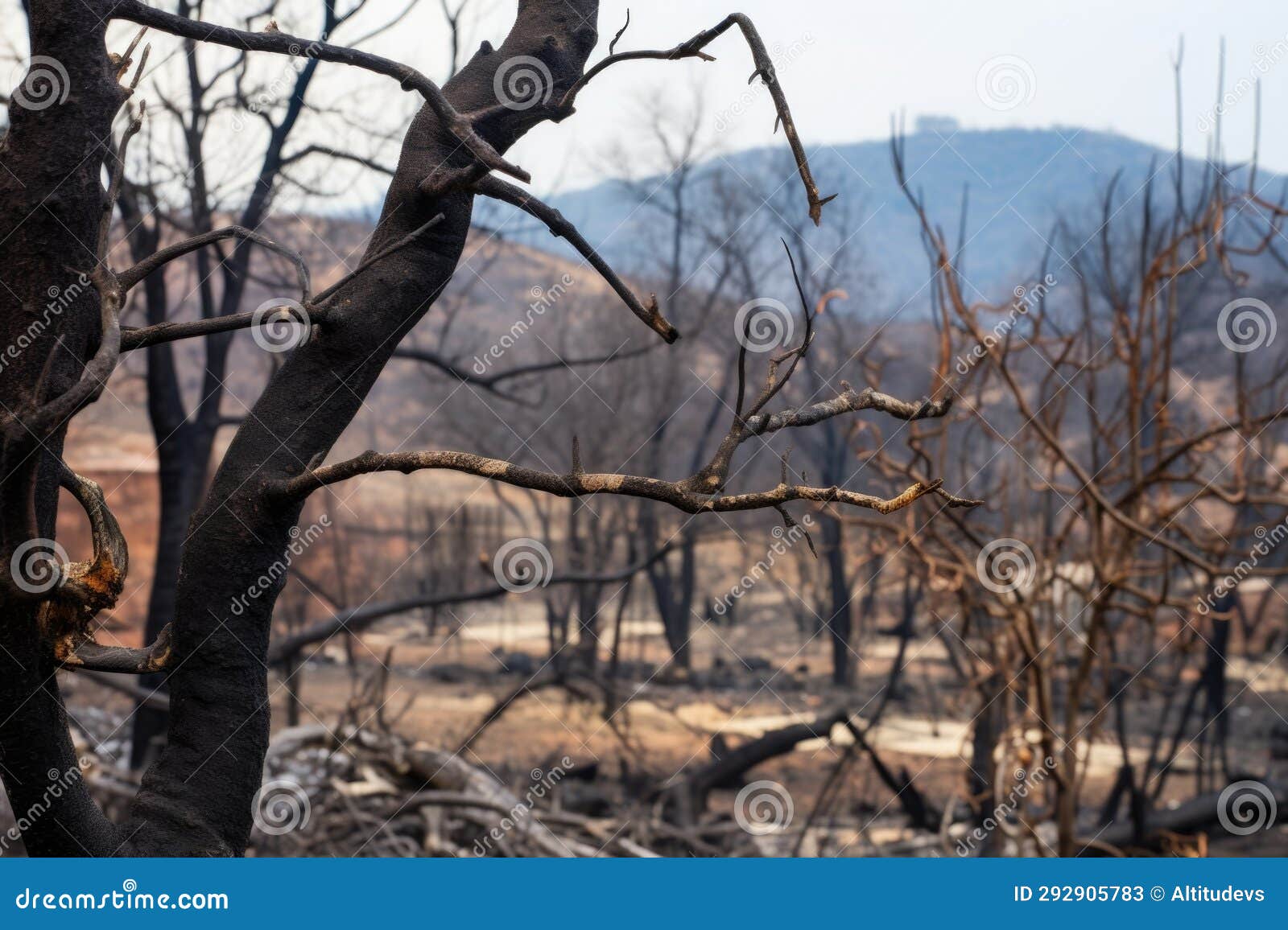 Forest Fire Insurance Policy among Charred Tree Branches Stock Image ...