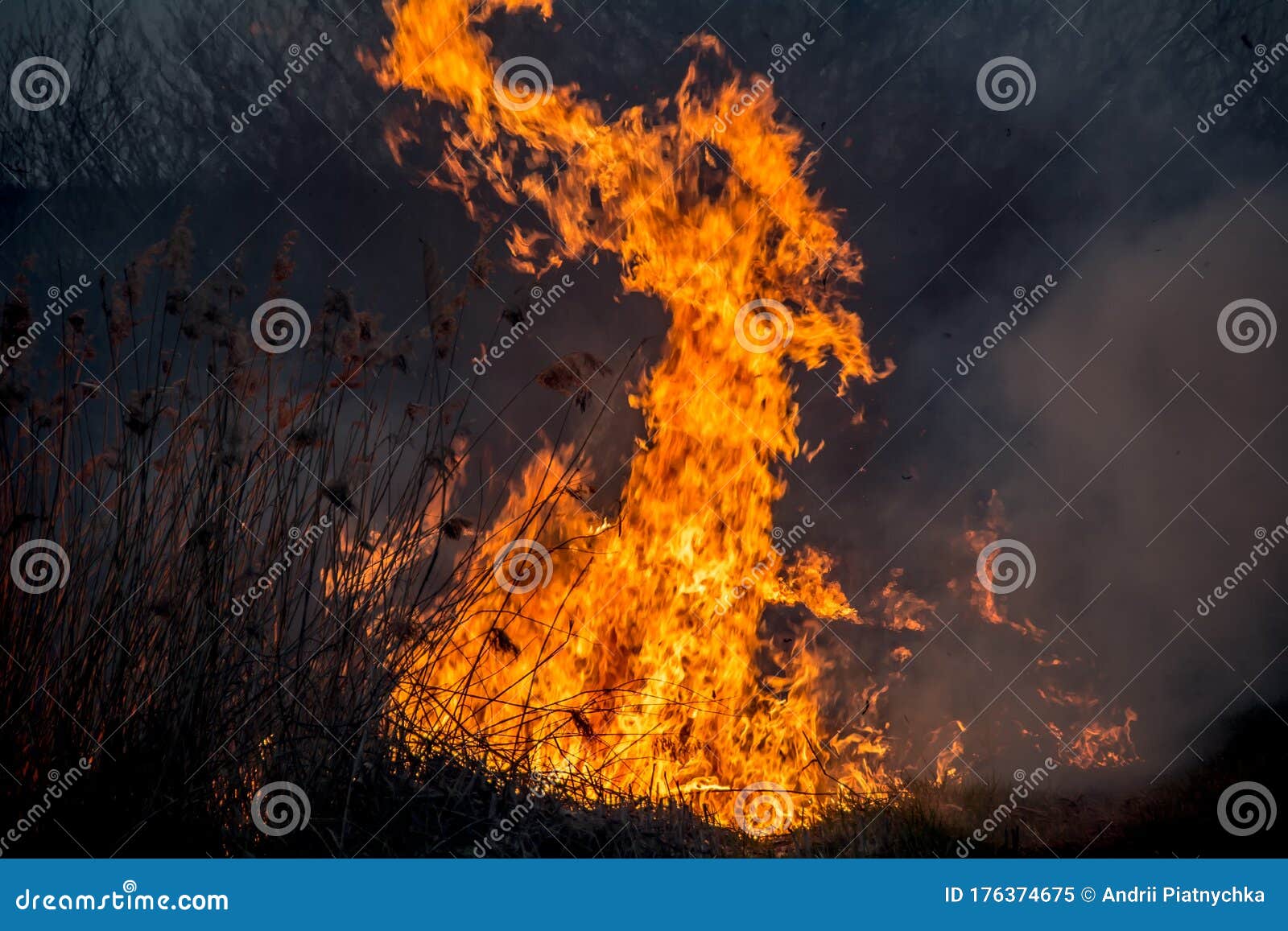 Forest fire by the lake stock image. Image of explosion - 176374675