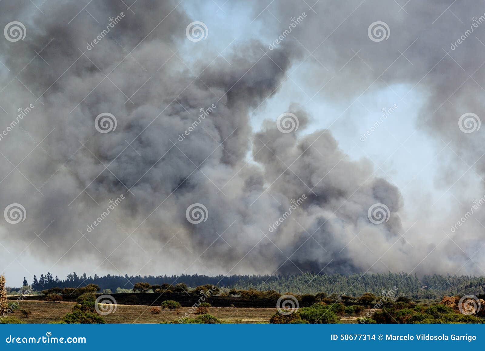 Forest fire stock photo. Image of smoke, pollution, forest - 50677314
