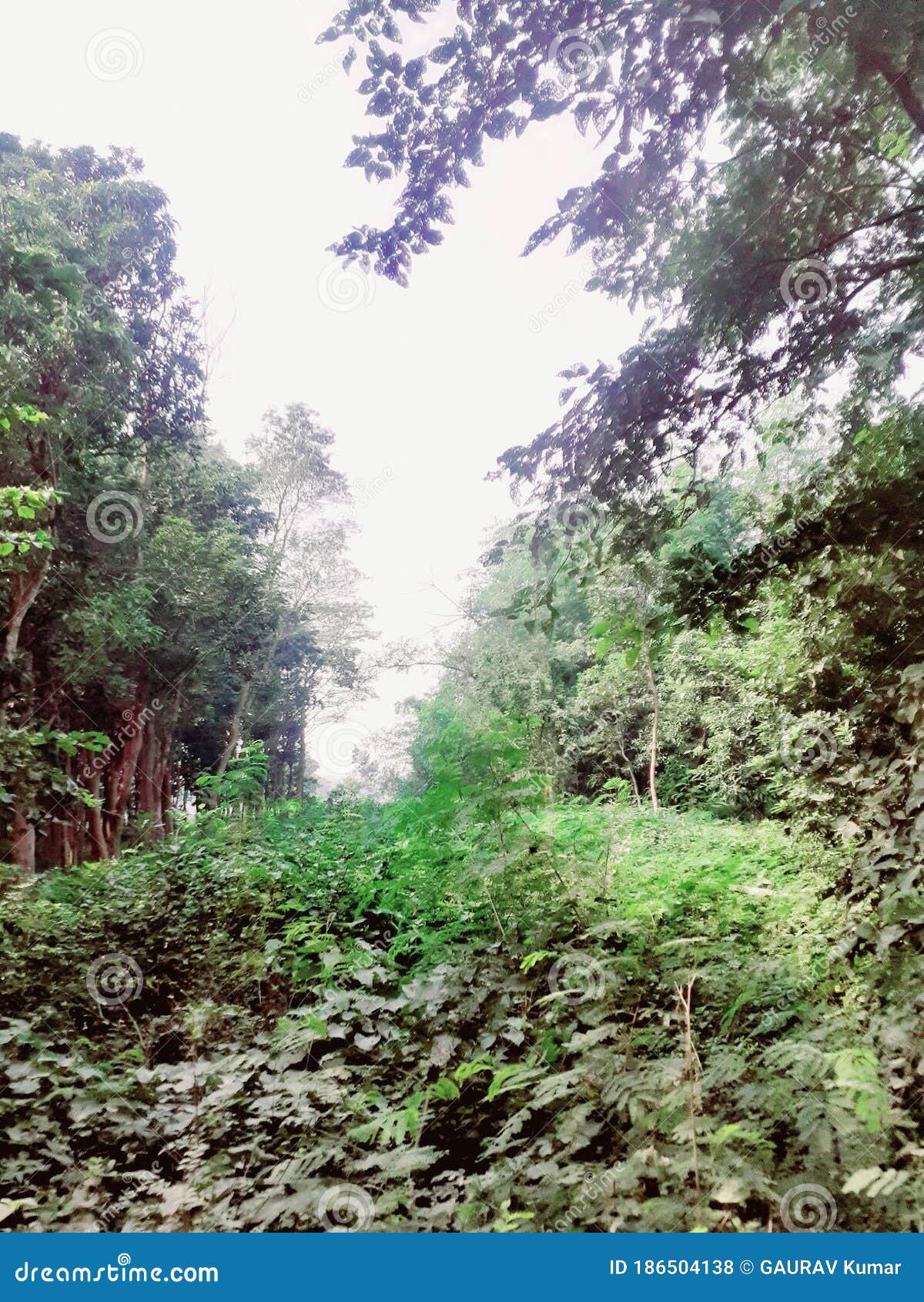 Forest fire leaf stock photo. Image of forest, fire - 186504138